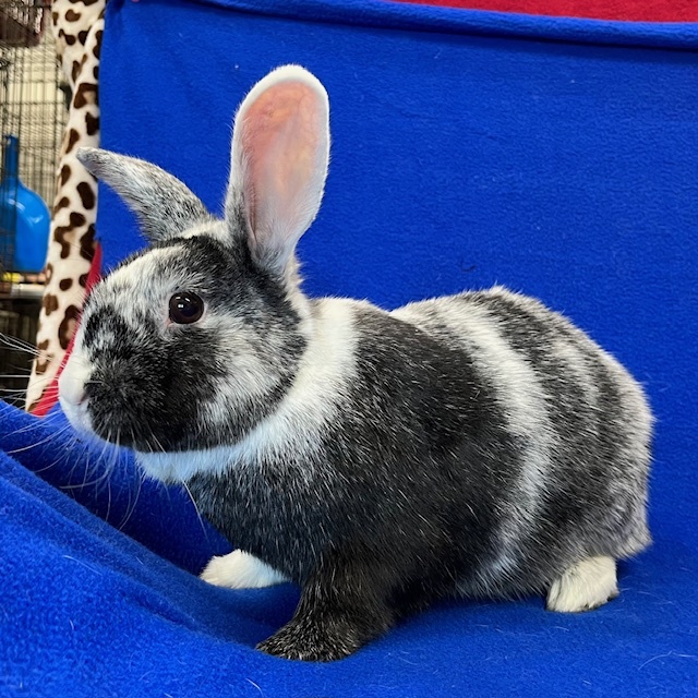 Rabbit for adoption - Jenna, a Harlequin in Erie, PA | Petfinder