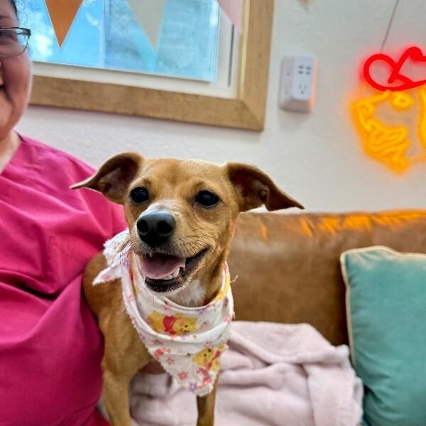 Dog for adoption - Lady Love, a Chihuahua & Dachshund Mix in Twin Falls, ID | Petfinder