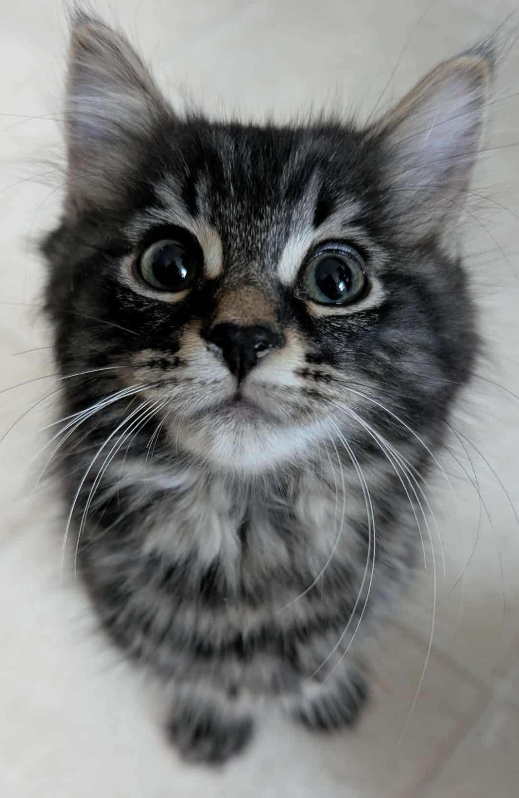 Cat for adoption - Nori, a Domestic Long Hair in Nepean, ON | Petfinder