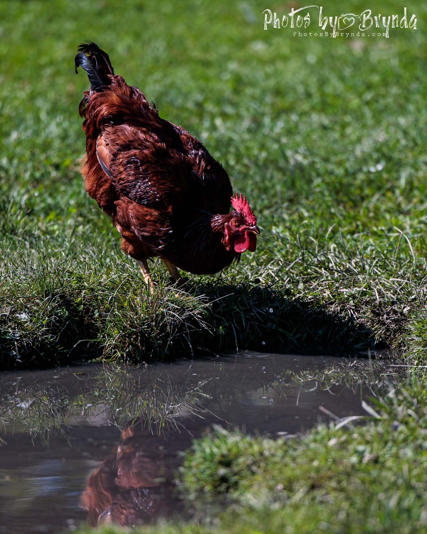 Chicken for adoption - Rory, a Chicken in Ravenna, OH | Petfinder