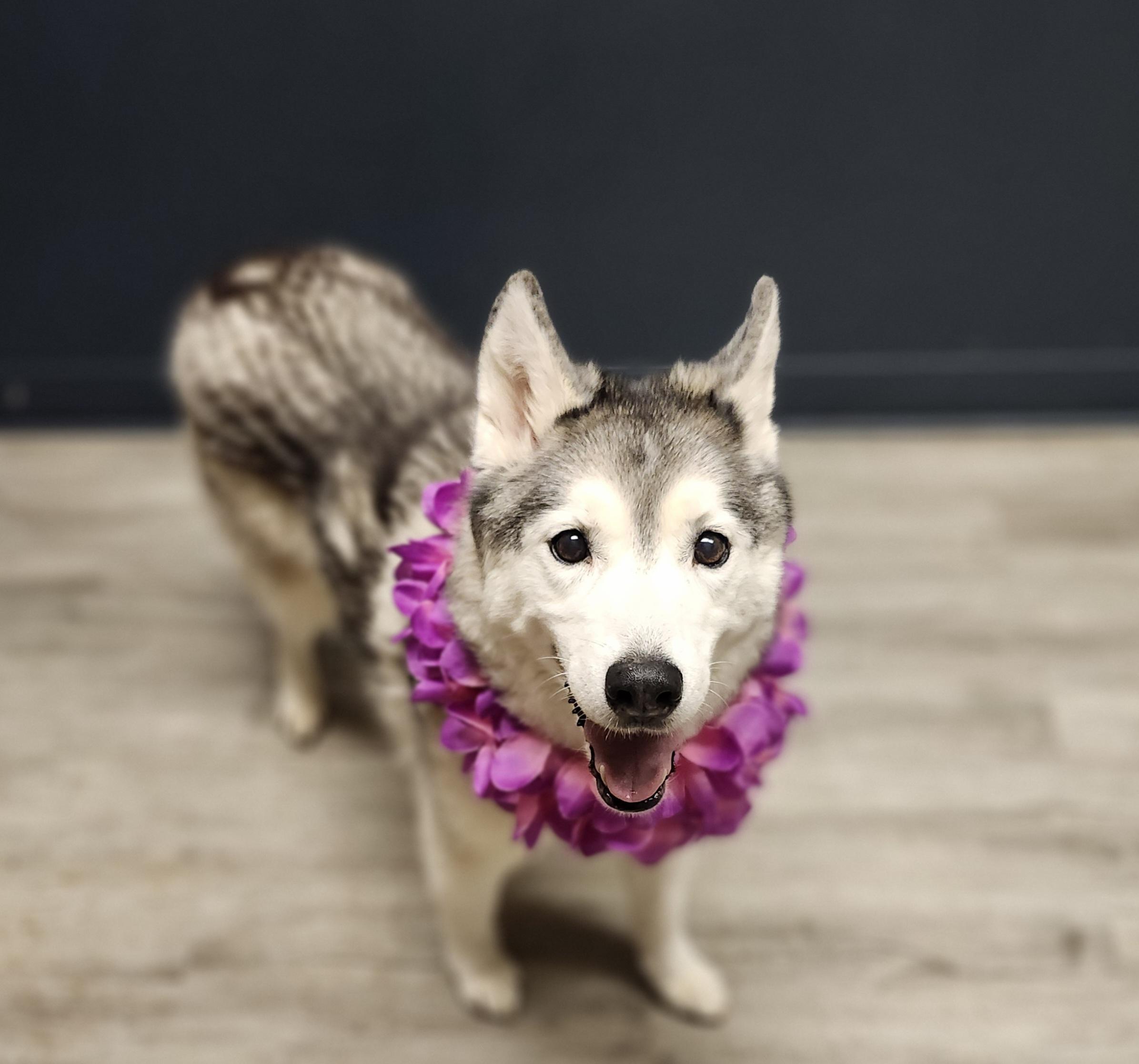 Dog for adoption - Espy, a Husky in Mansfield, OH | Petfinder