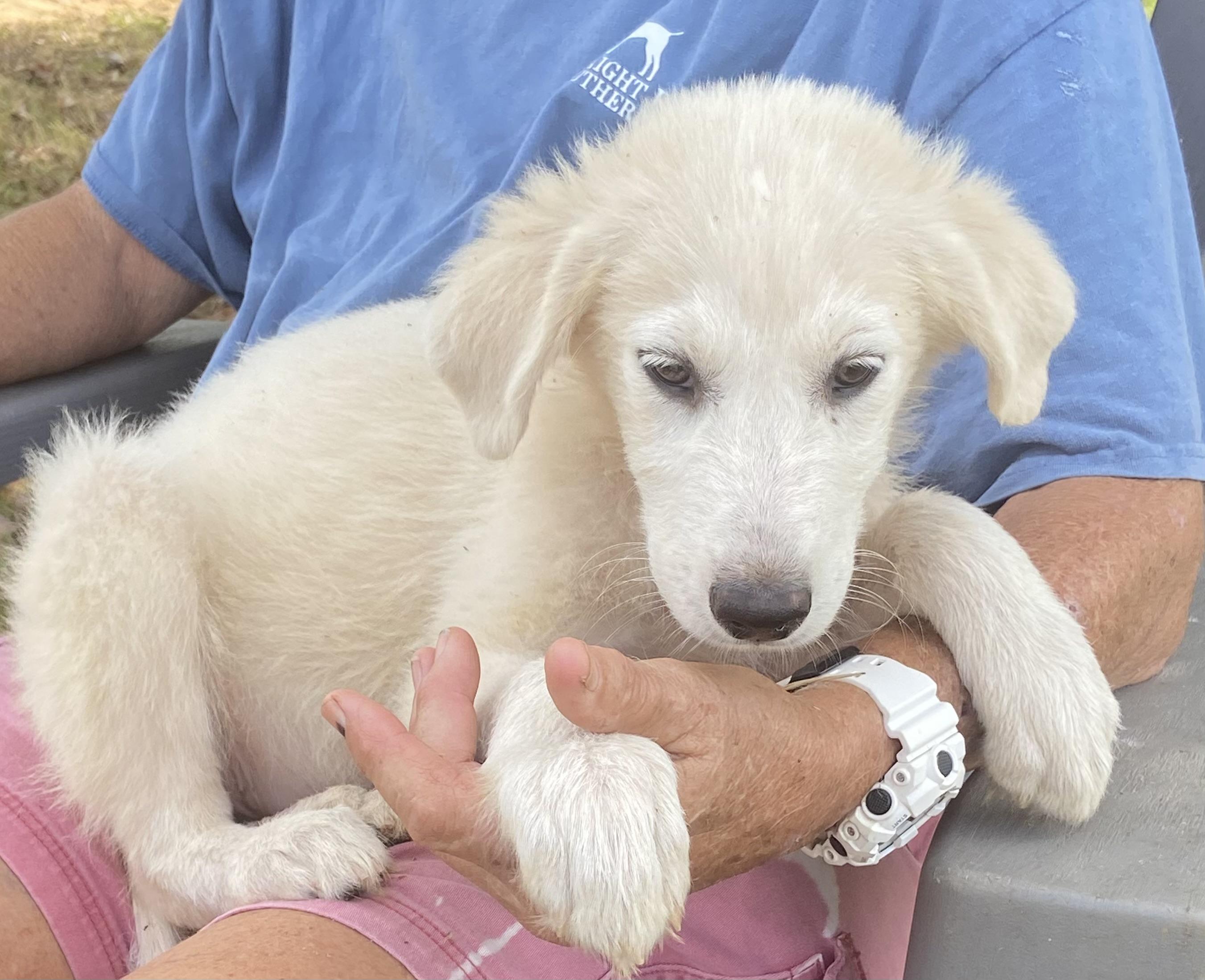 Dog for adoption - COCO, a Great Pyrenees Mix in Dumont, NJ | Petfinder