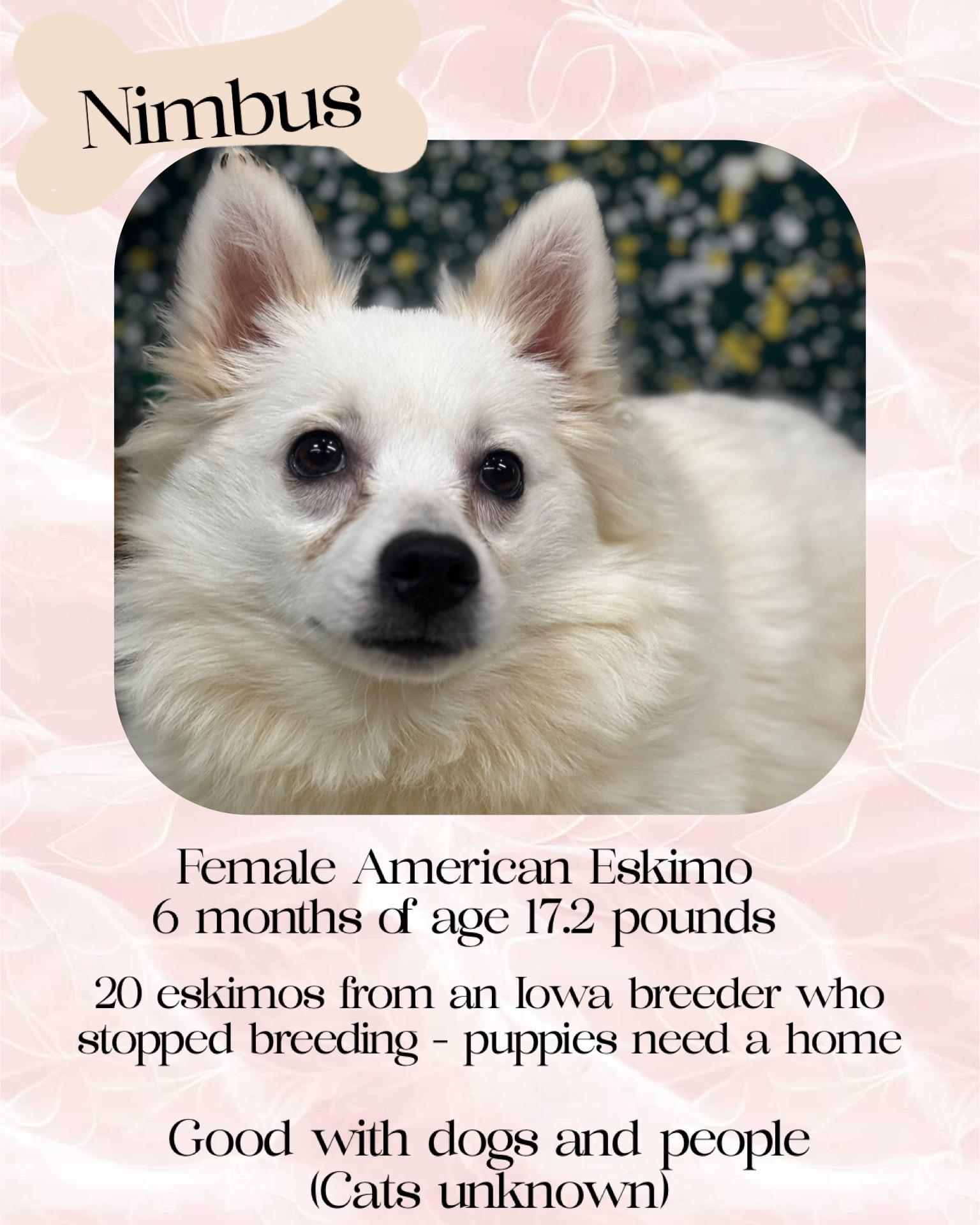 Dog for adoption - Nimbus, an American Eskimo Dog in Manchester, CT ...