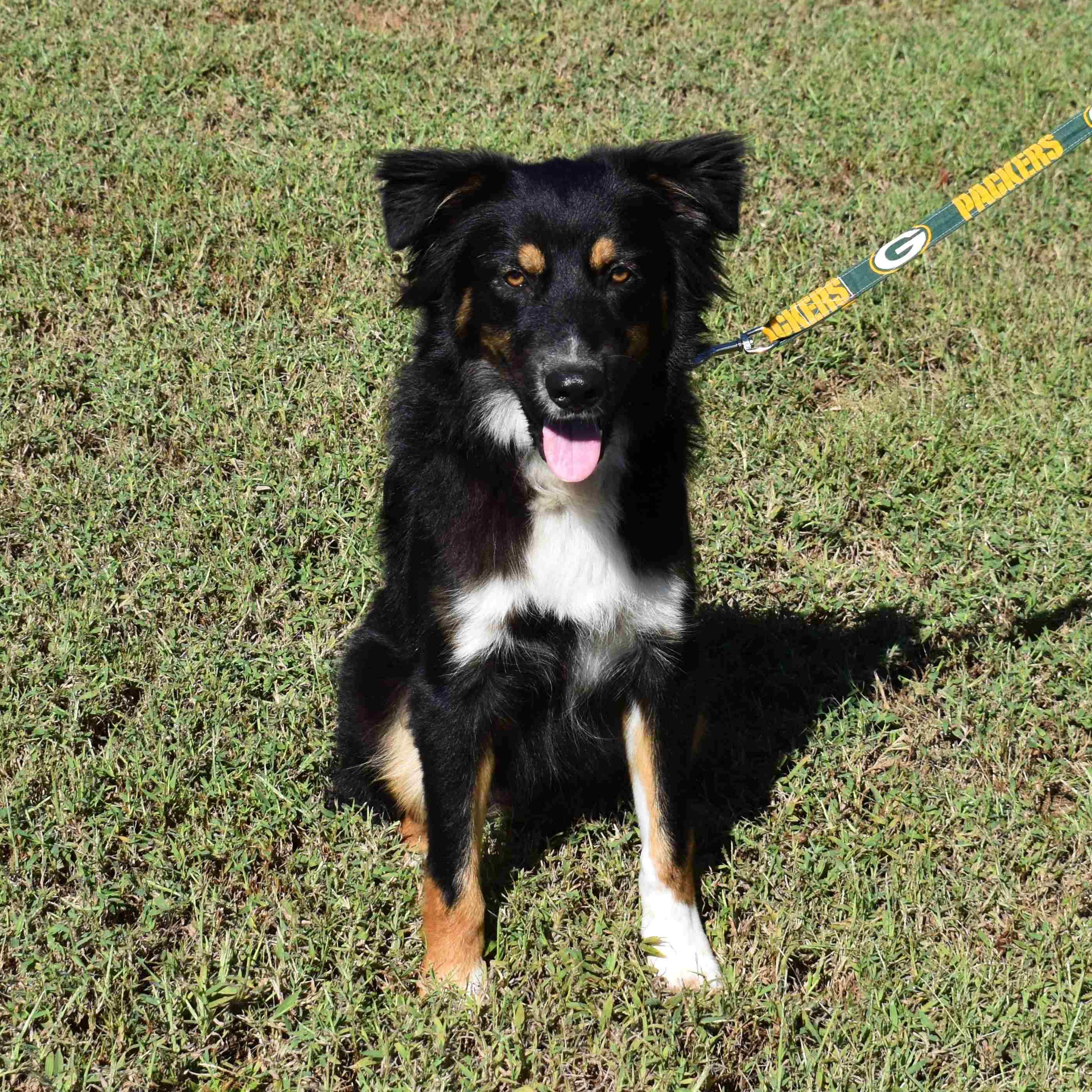 Humane Society of Searcy | Adopt Don't Shop
