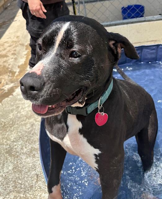 Dog for adoption - Grace Kelly, an American Staffordshire Terrier & Pit ...