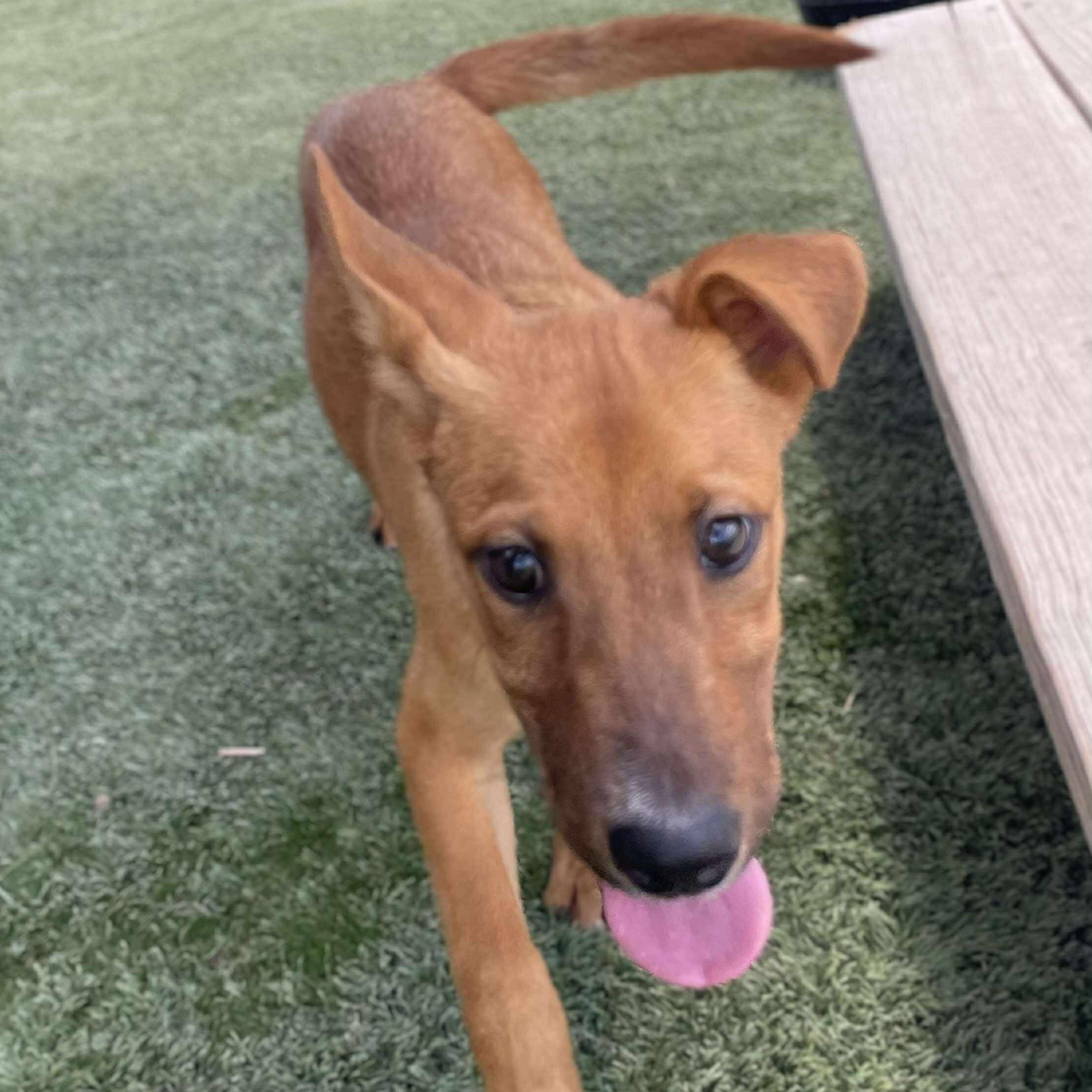 Dog for adoption - Dozer, a Labrador Retriever & Terrier Mix in St ...