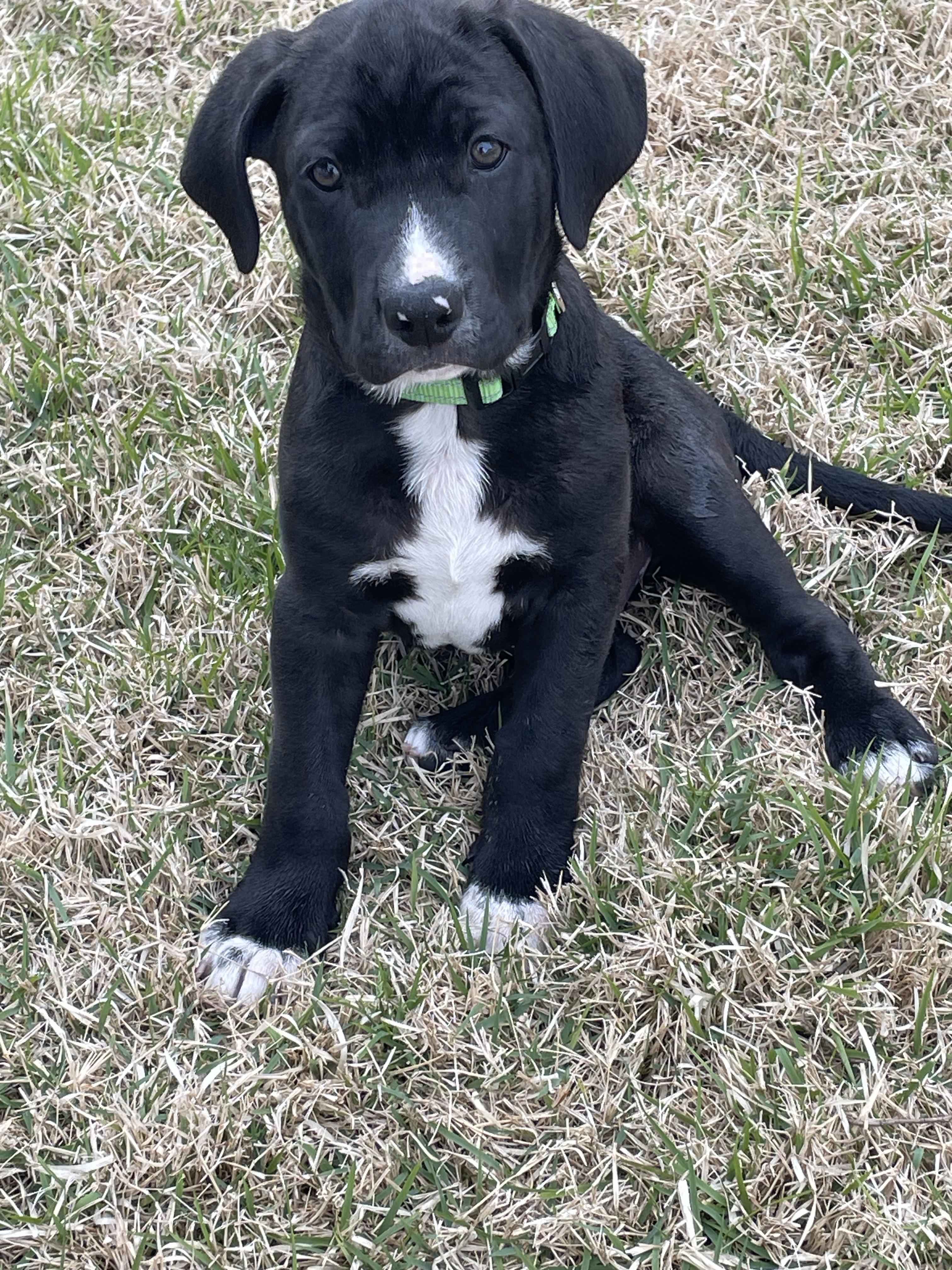 Dog for adoption - Tucker, a Hound Mix in Wilmington, NC | Petfinder