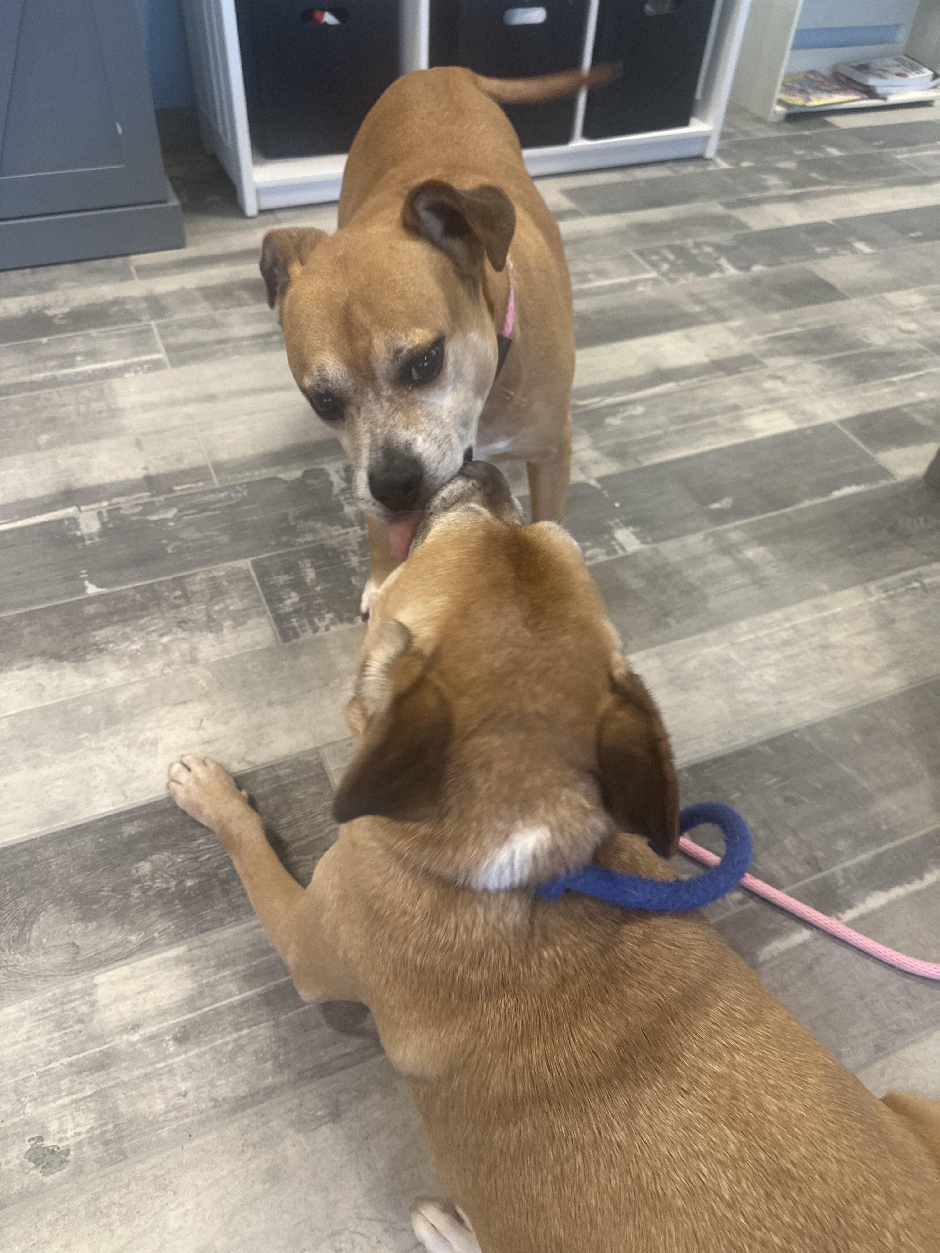 Dog for adoption - Tino (Bonded with Carma) *Adoption Fee Paid For*, a ...