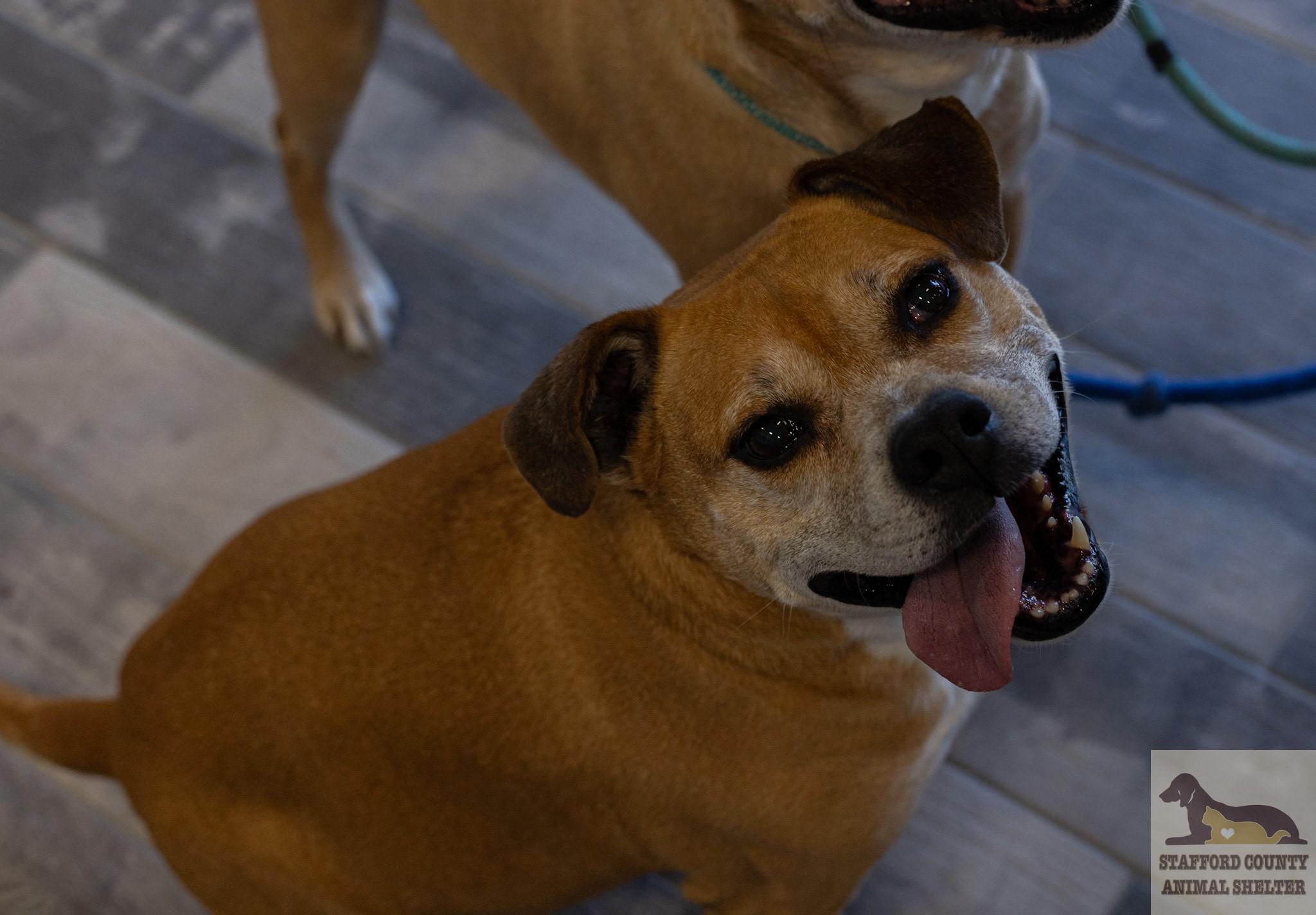 Dog for adoption - Tino (Bonded with Carma), a Mixed Breed in Stafford ...