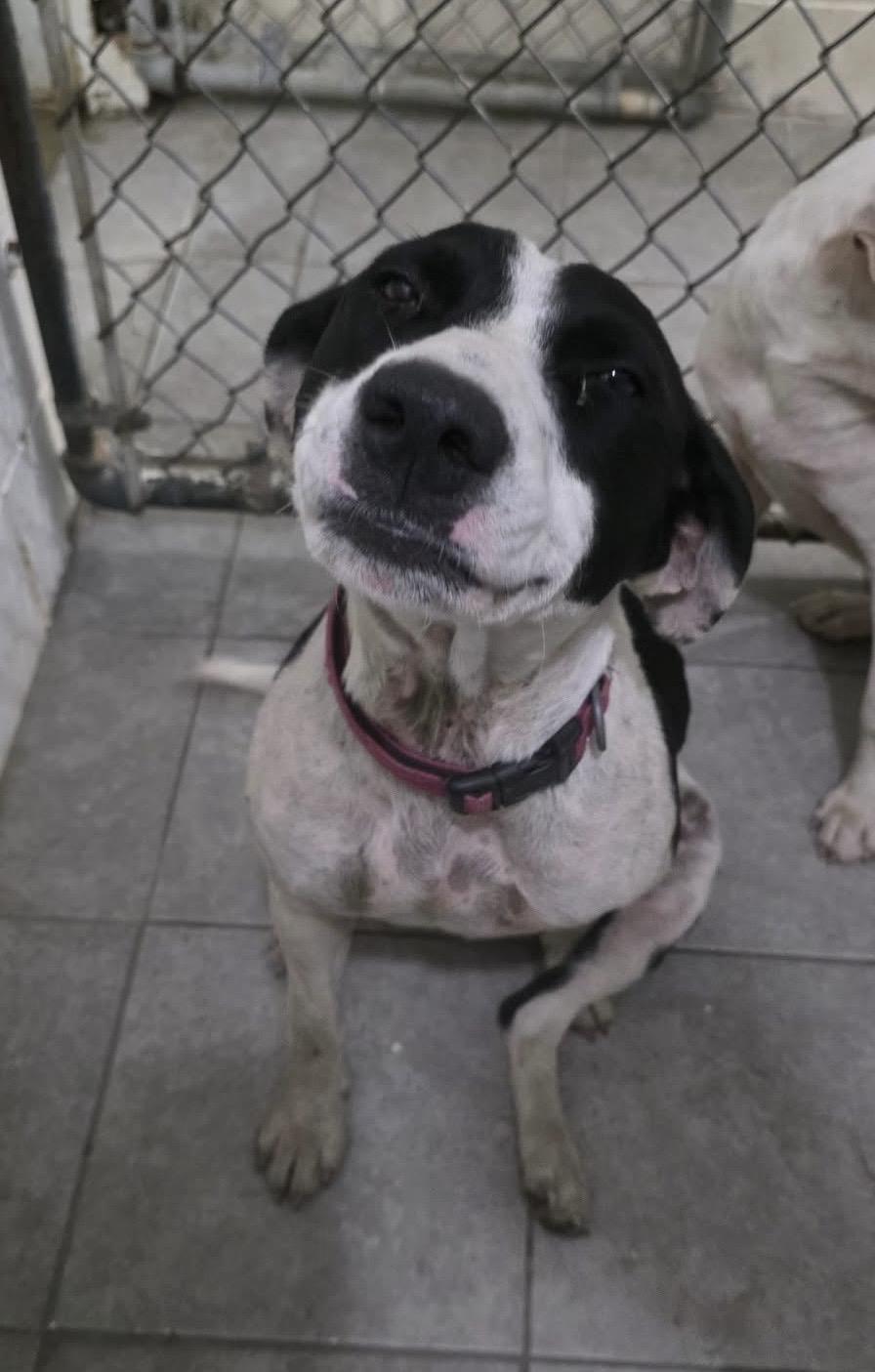 Dog for adoption - Bria – The Sweetheart You’ve Been Waiting For!, a ...