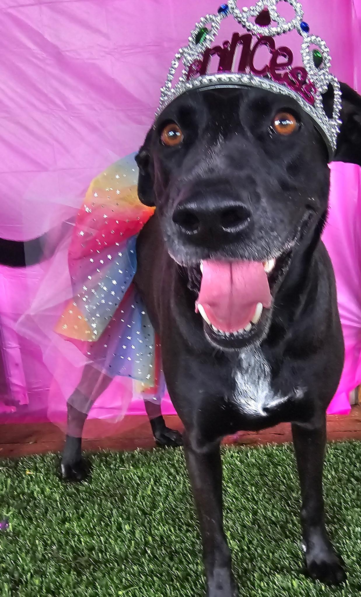 Dog for adoption - Rowe, a Black Labrador Retriever Mix in Enola, PA | Petfinder