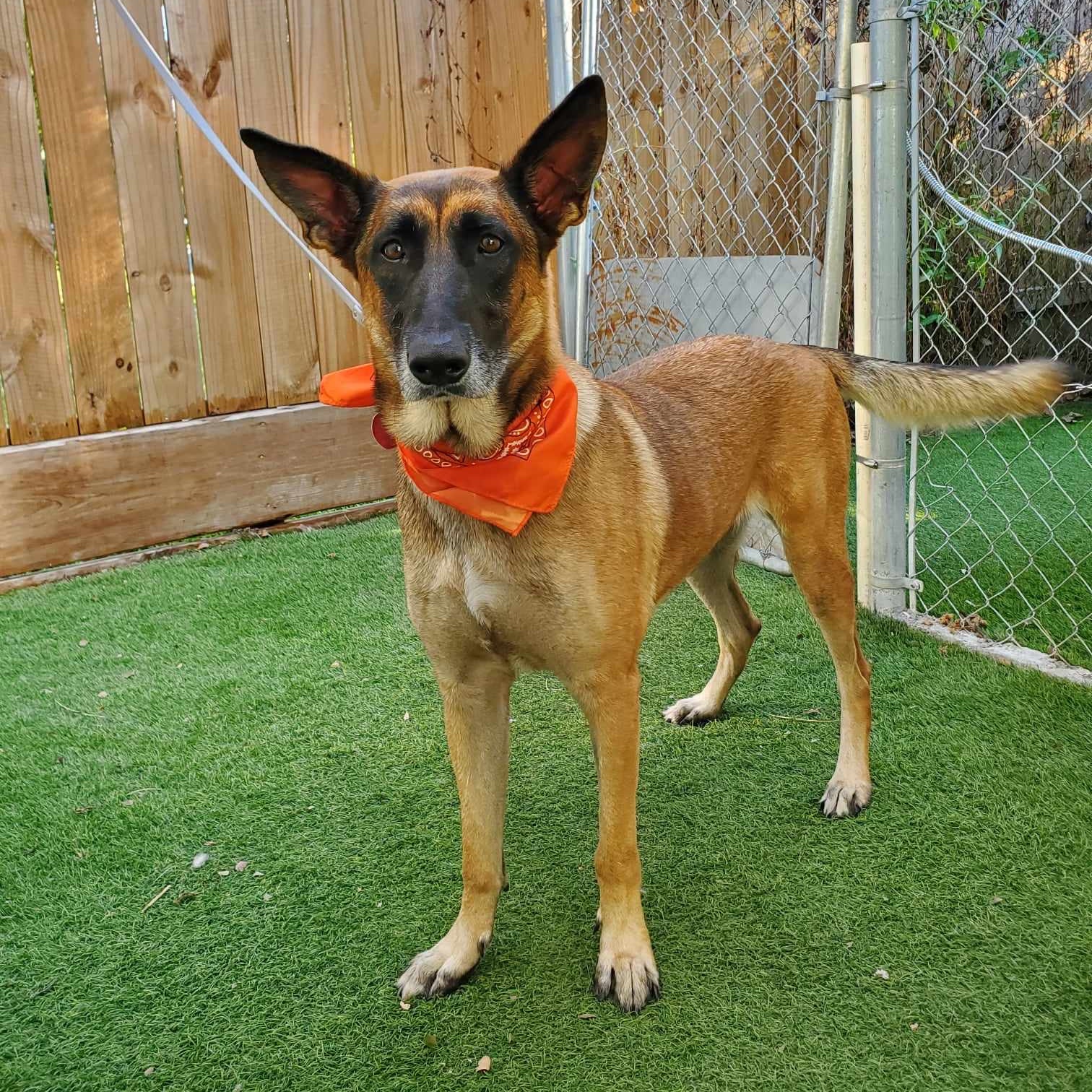 Dog for adoption - Jessie, a Belgian Shepherd / Malinois Mix in ...