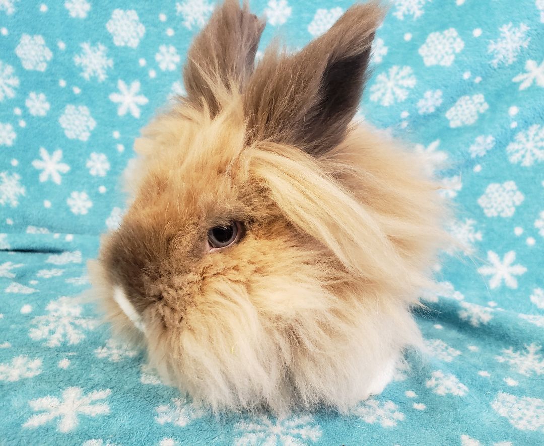 Rabbit for adoption - Westerly(foster home near Milwaukee), a Lionhead ...