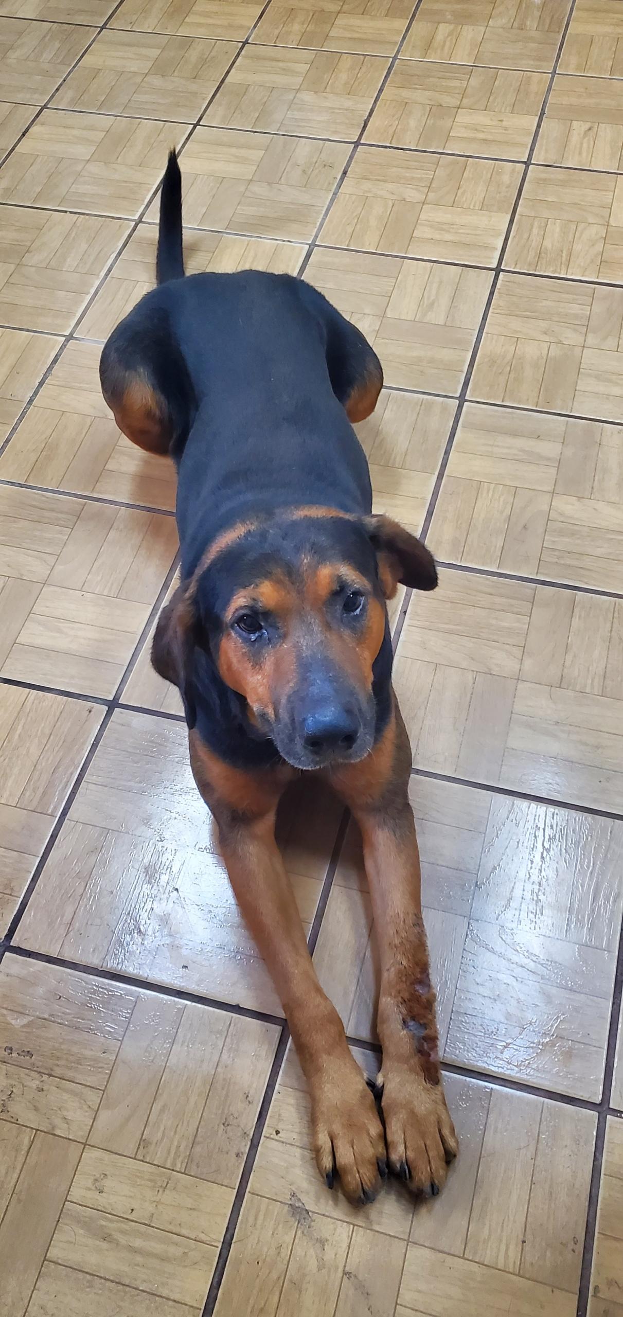 Dog for adoption - Roco, a Mixed Breed in Staten Island , NY | Petfinder