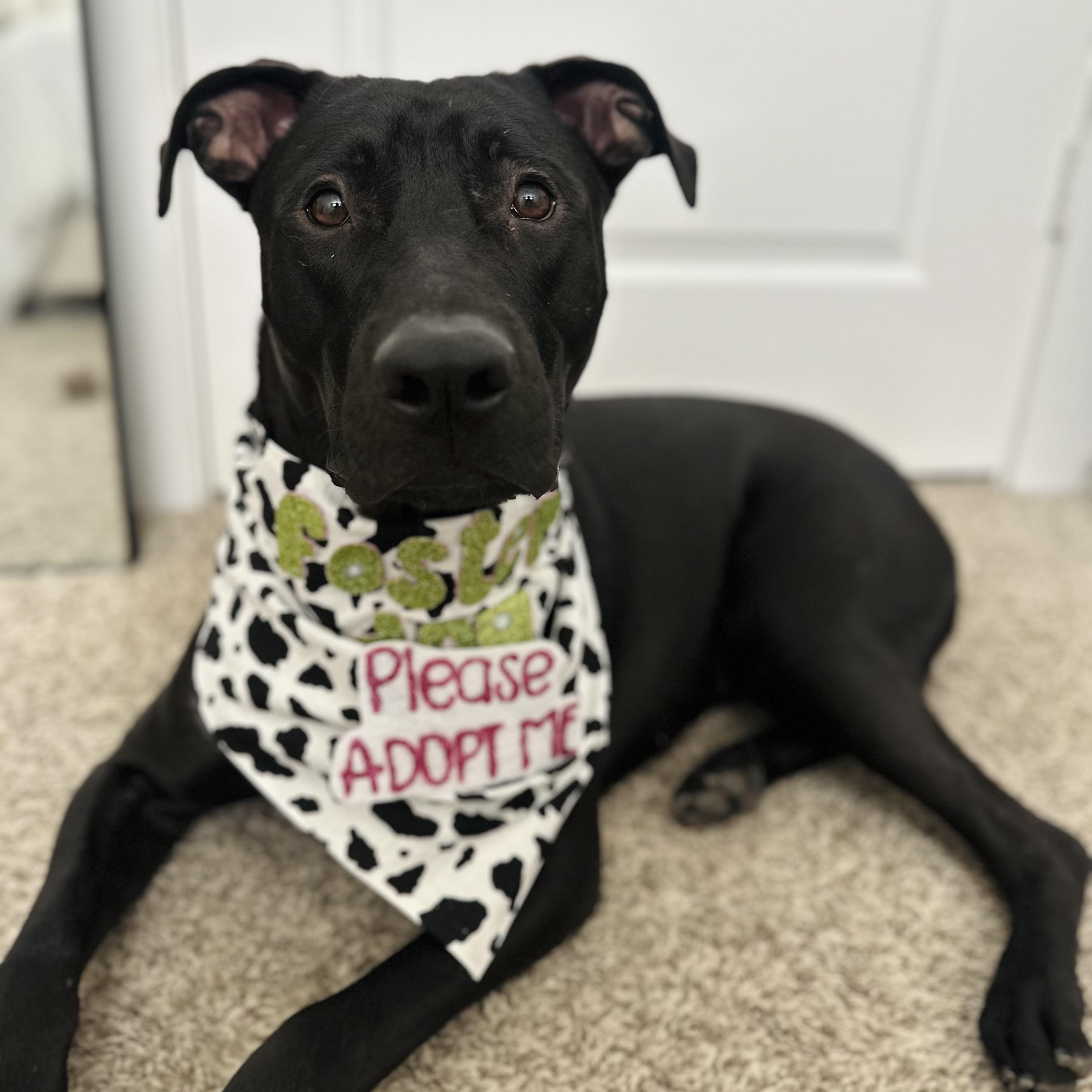 Dog for adoption - Ekko, a Black Labrador Retriever Mix in Bensalem, PA | Petfinder