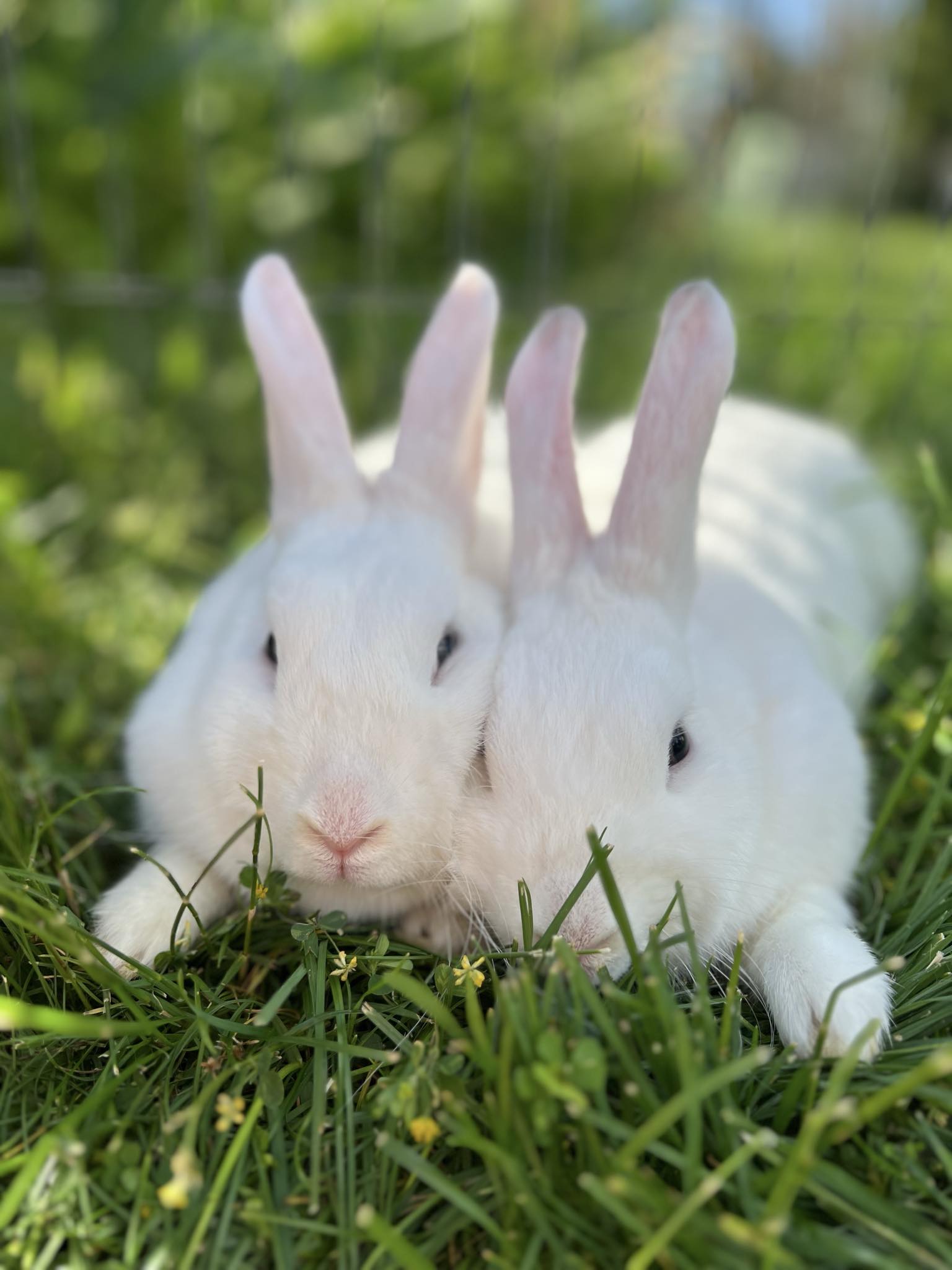 Rabbit for adoption - Icicle & Avalanche, a Bunny Rabbit in Lynden, WA ...