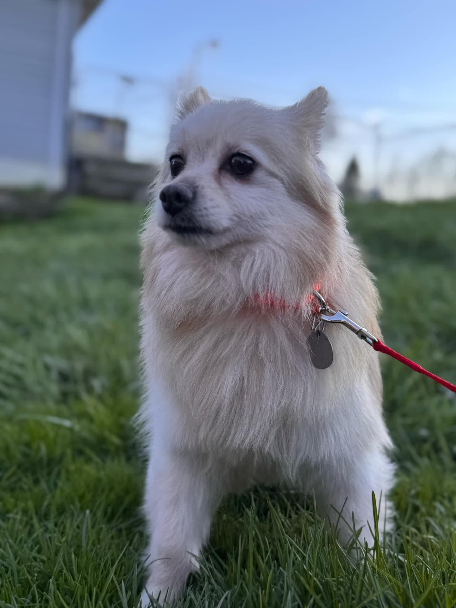Dog for adoption - Fizz Gig, a Pomeranian Mix in Altoona, PA | Petfinder