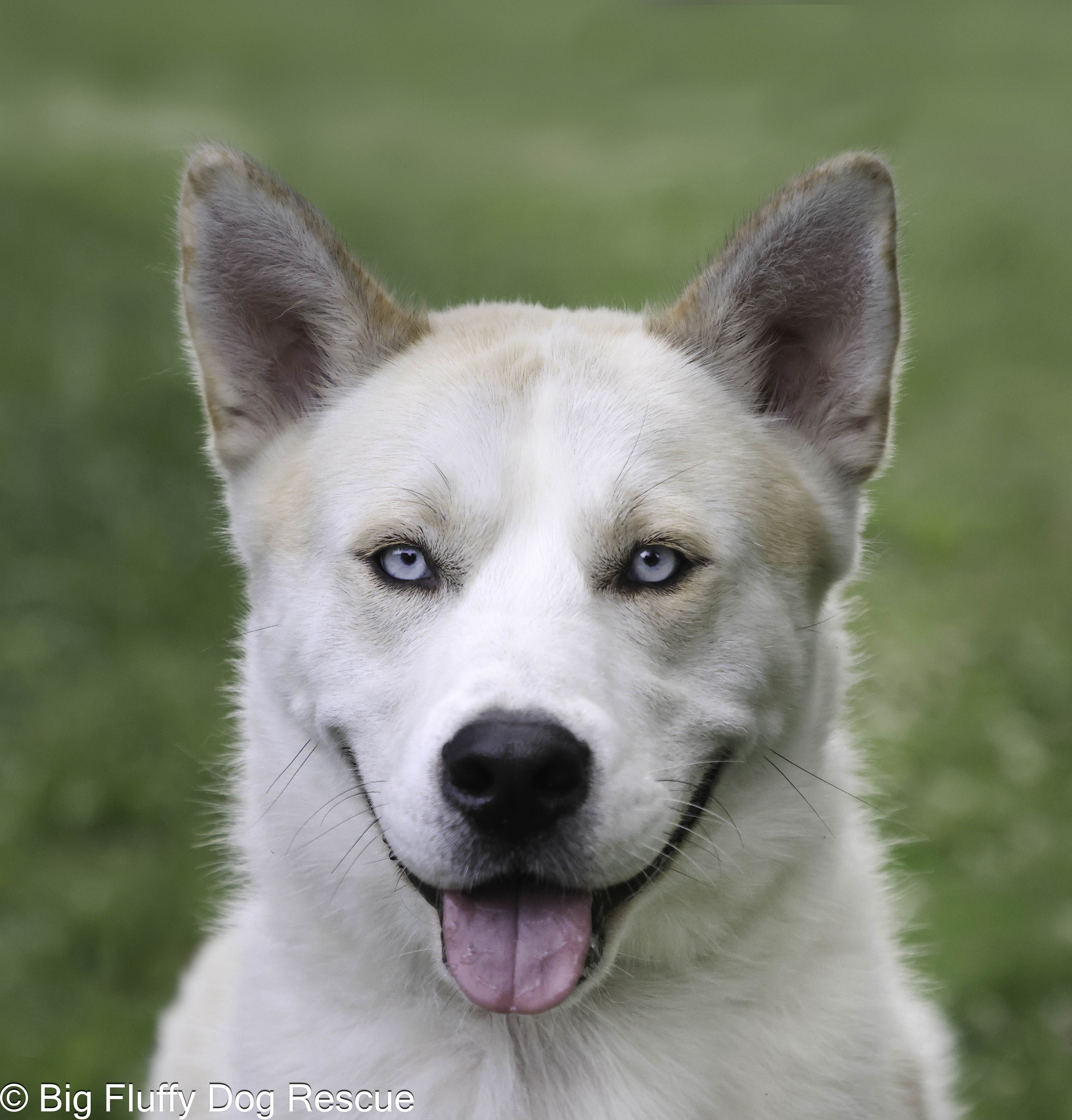 Dog for adoption - Skyler, a Siberian Husky & Labrador Retriever Mix in ...