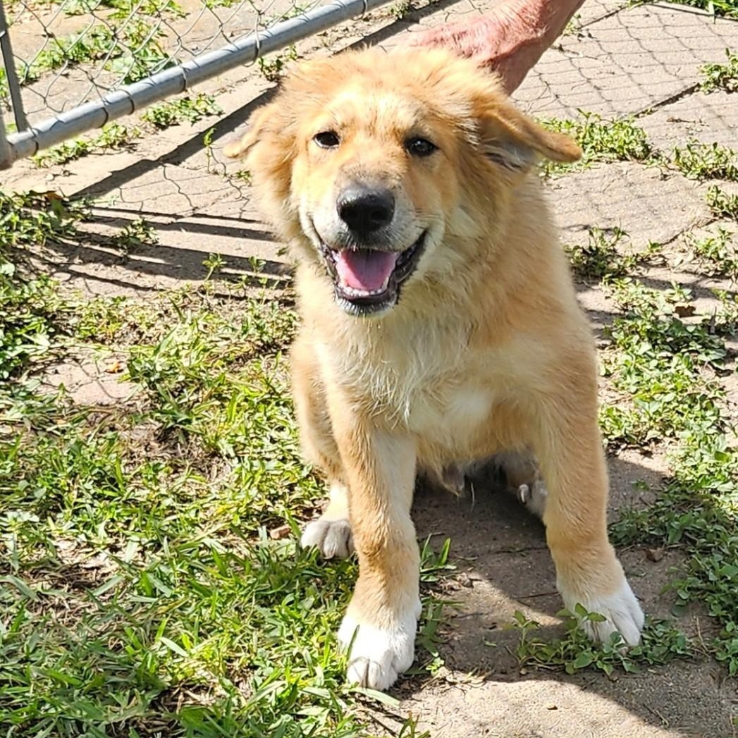 Dog for adoption - Willie, a Chow Chow & German Shepherd Dog Mix in ...