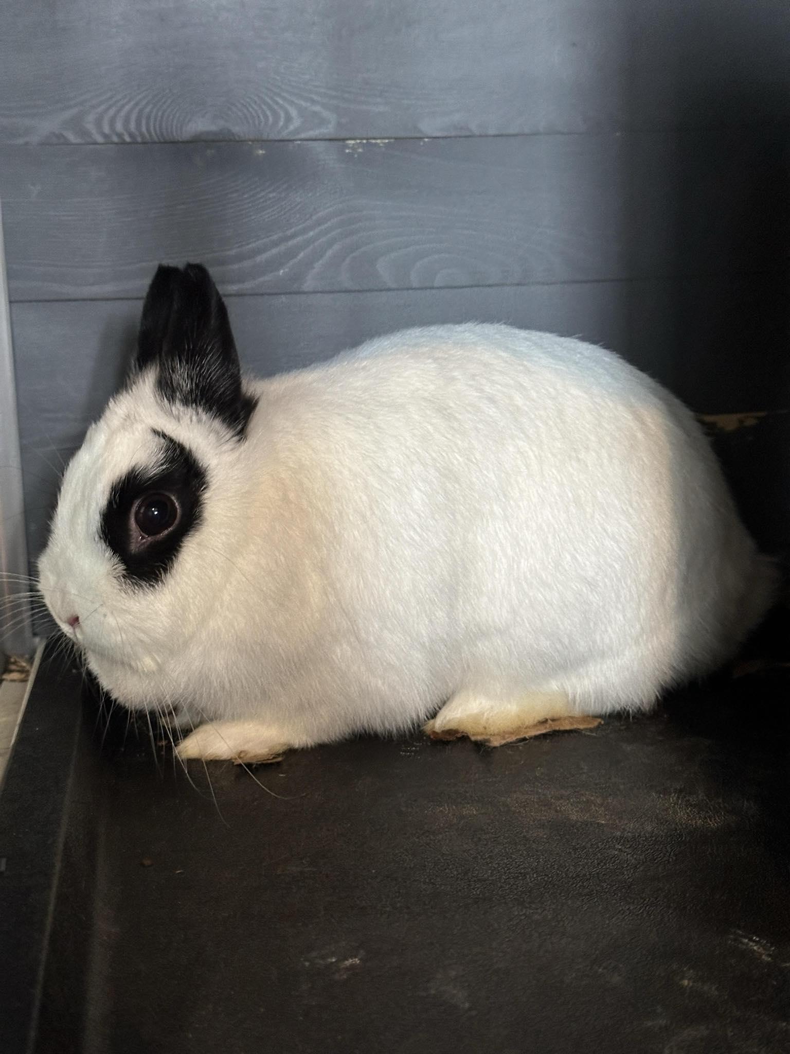 Rabbit for adoption - Ping, a Netherland Dwarf in Idaho Falls, ID ...