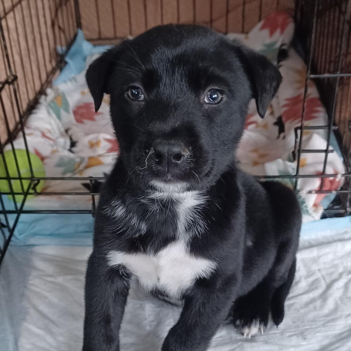 Dog for adoption - Gorgon, a Retriever Mix in Washington, DC | Petfinder