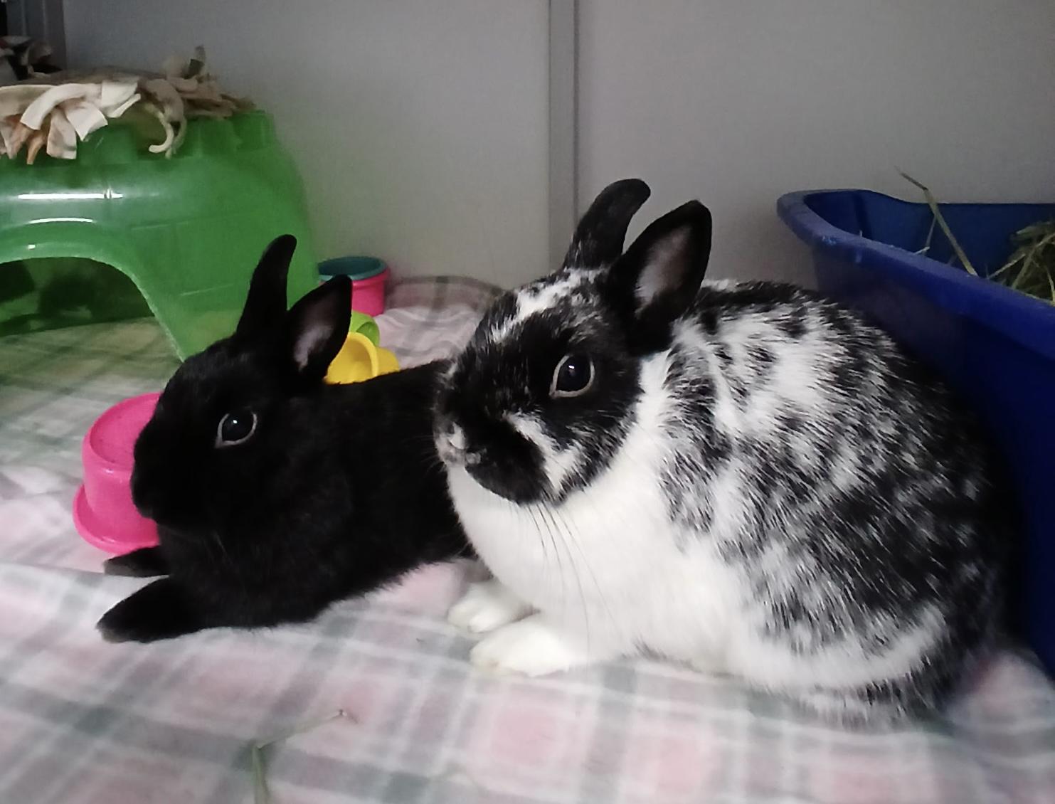 Rabbit for adoption - Tomato and Lettuce, a Dwarf in Chicago, IL | Petfinder