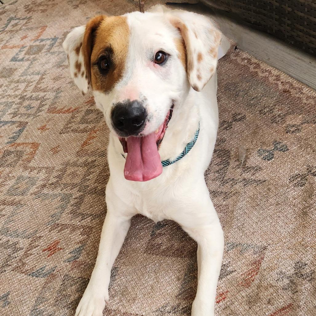 Dog for adoption - Wishbone JuM, a Beagle & Bull Terrier Mix in ...