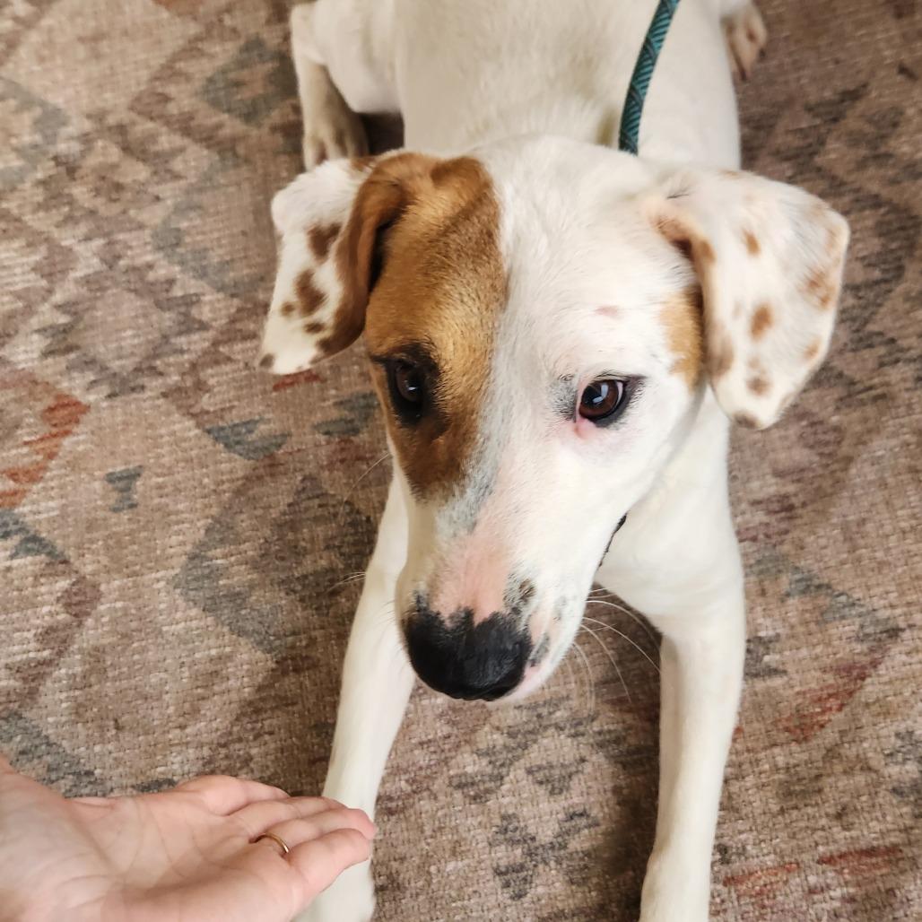 Dog for adoption - Wishbone JuM, a Beagle & Bull Terrier Mix in ...