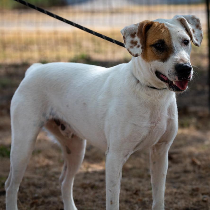 Dog for adoption - Wishbone JuM, a Beagle & Bull Terrier Mix in ...