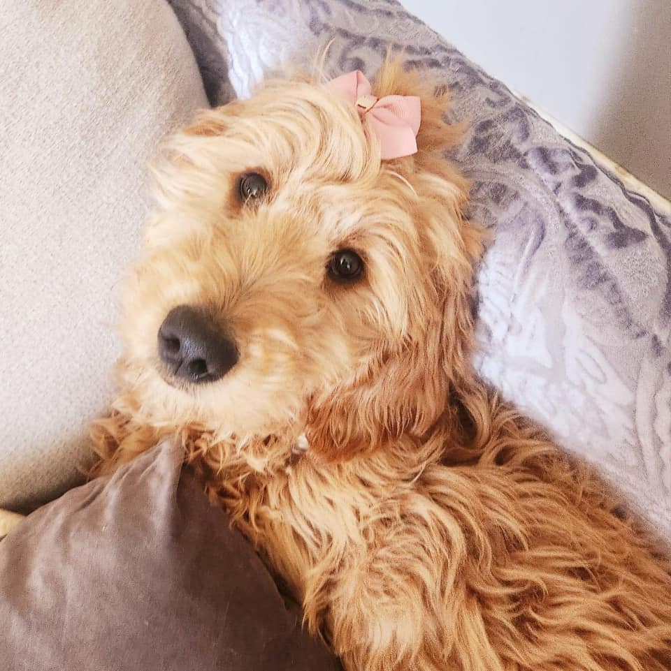 Pennsylvania Dog Adoptions | Dogs for Adoption in PA