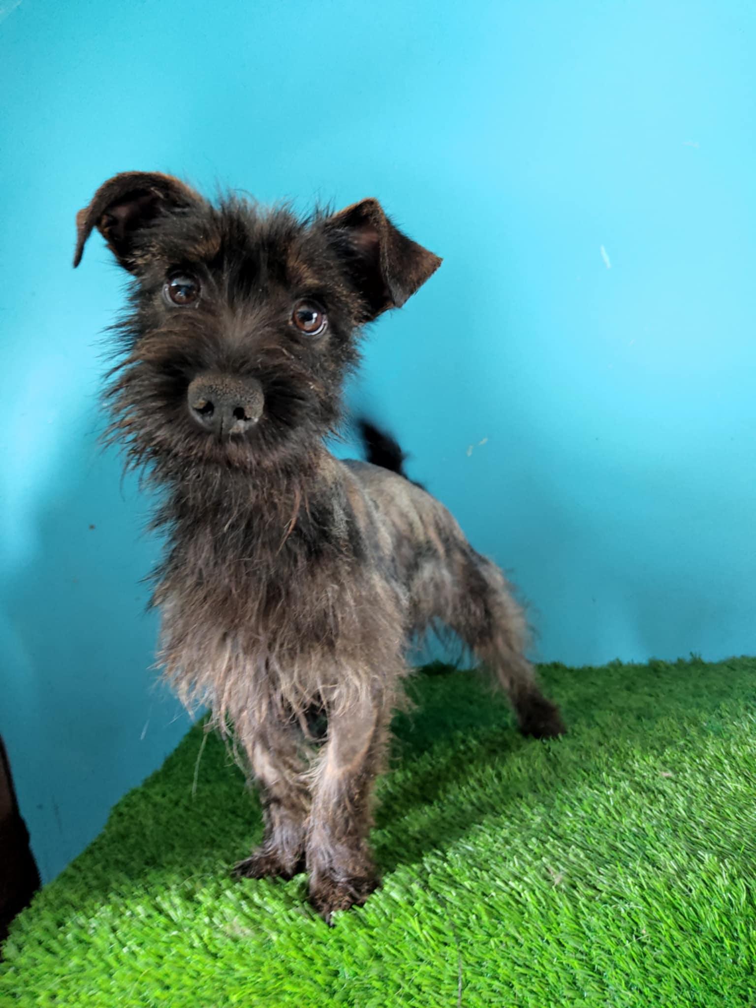 Dog for adoption - Jock, a Scottish Terrier Mix in Tijuana, BCN | Petfinder