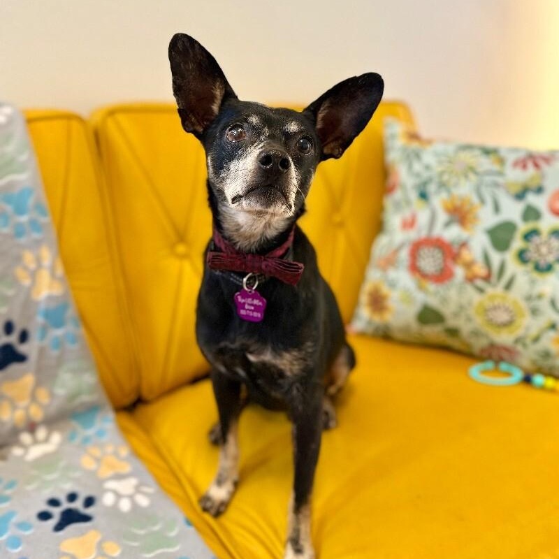 Dog for adoption - Harris Blaze Toy Loving Cuddle Bug, a Chihuahua ...