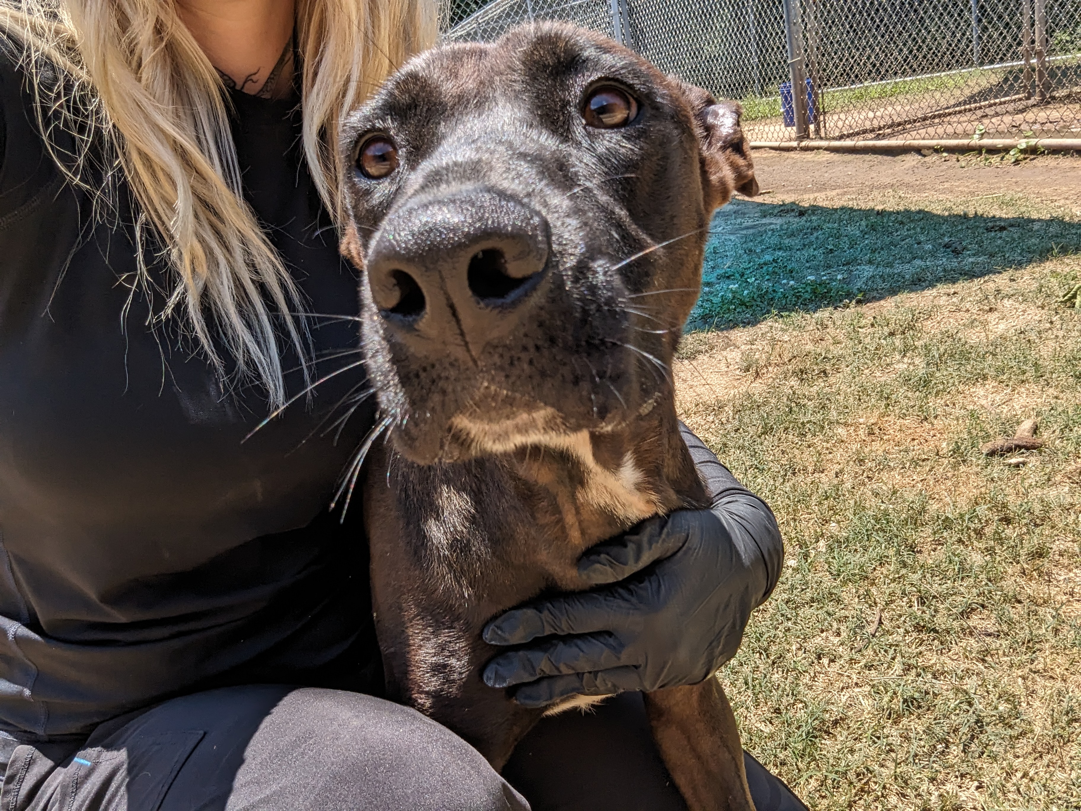Dog for adoption - Jet Black, a Black Labrador Retriever in Jerome, ID ...