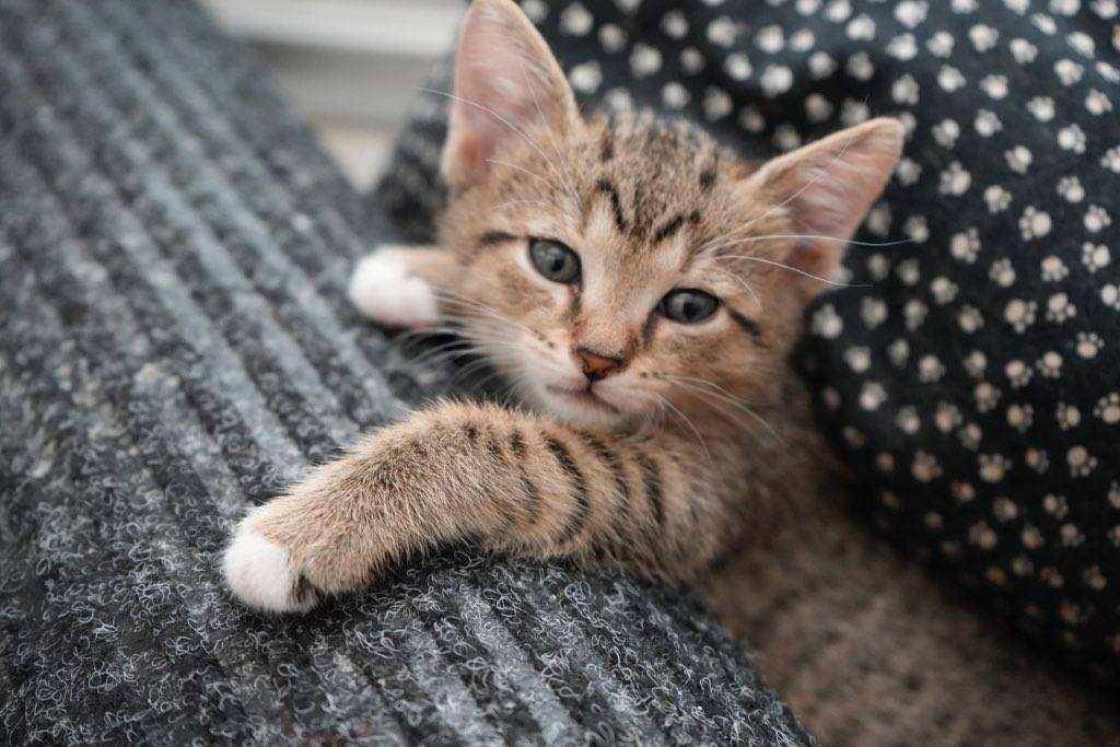 Cat for adoption - Maverick & Ace BONDED, a Domestic Short Hair in ...