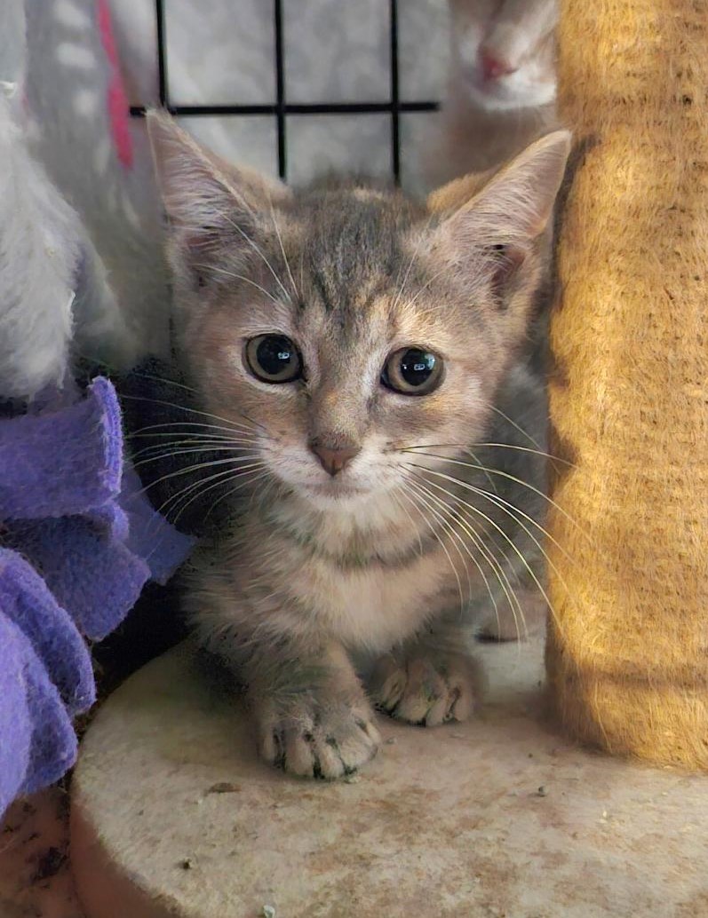 Cat for adoption - Paris, a Domestic Short Hair in Sayreville, NJ ...