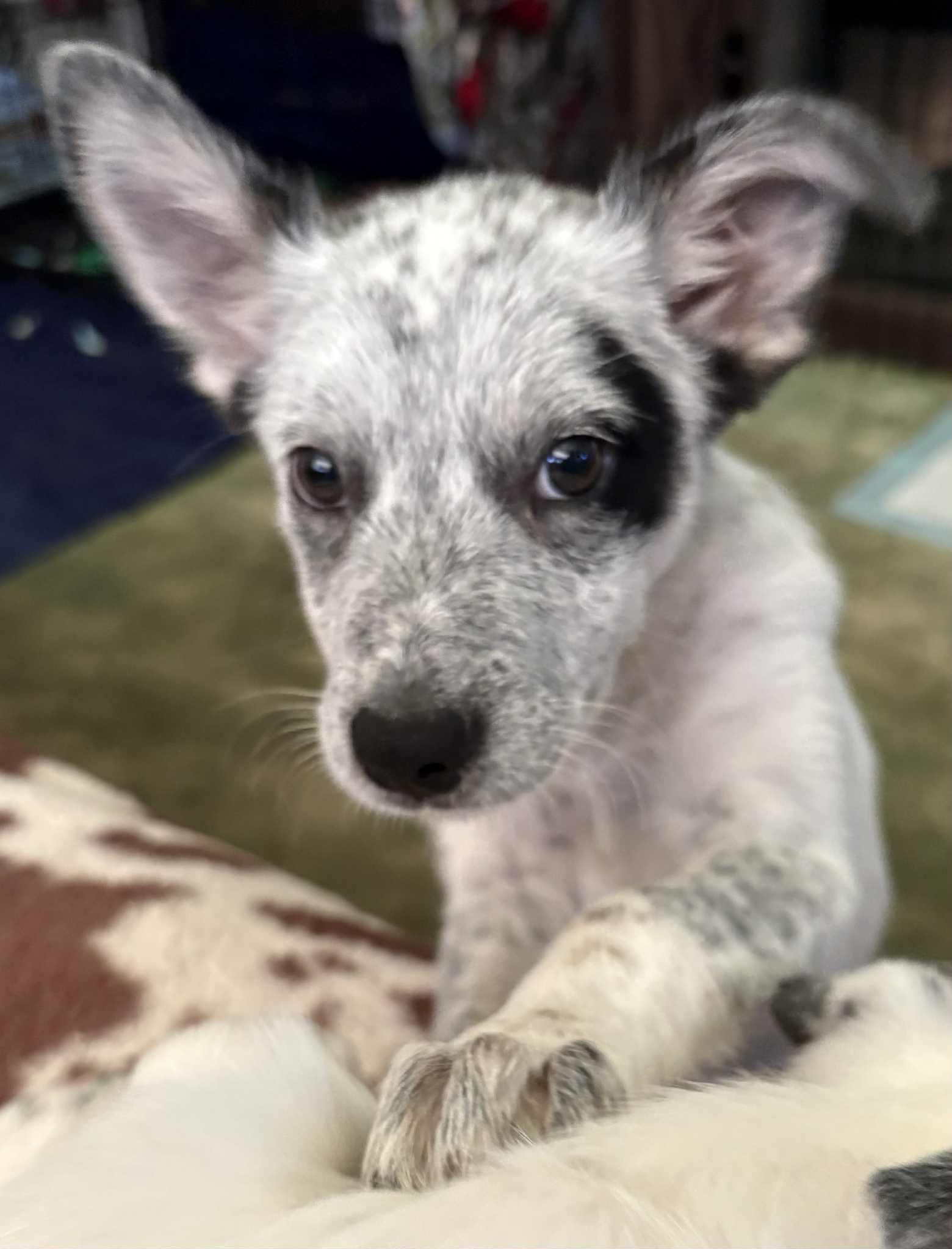 Dog for adoption - Sam Puckett, a Mixed Breed in Kenosha, WI | Petfinder