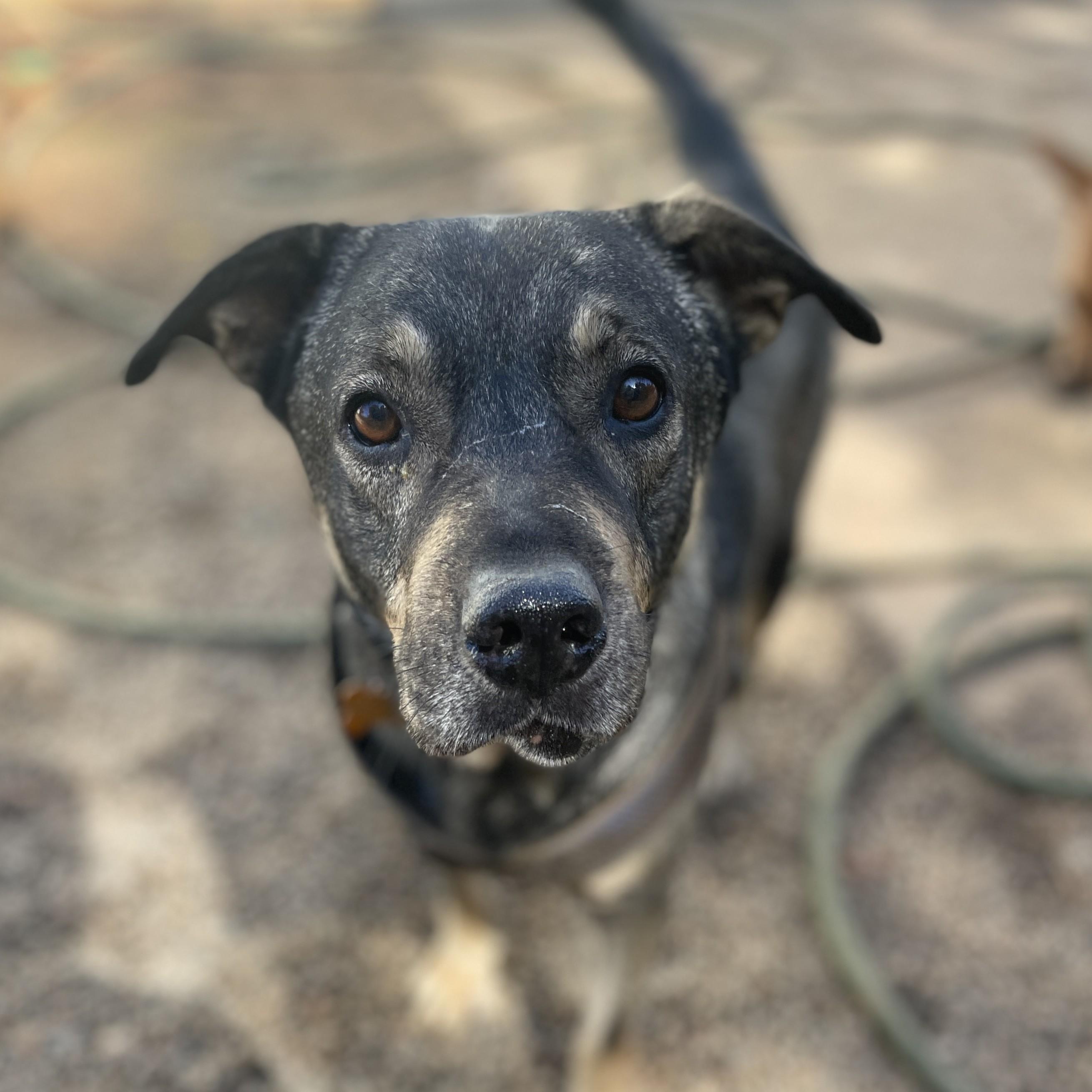 Dog for adoption - Ol' Snaggletooth, a Shepherd Mix in Boothbay, ME ...