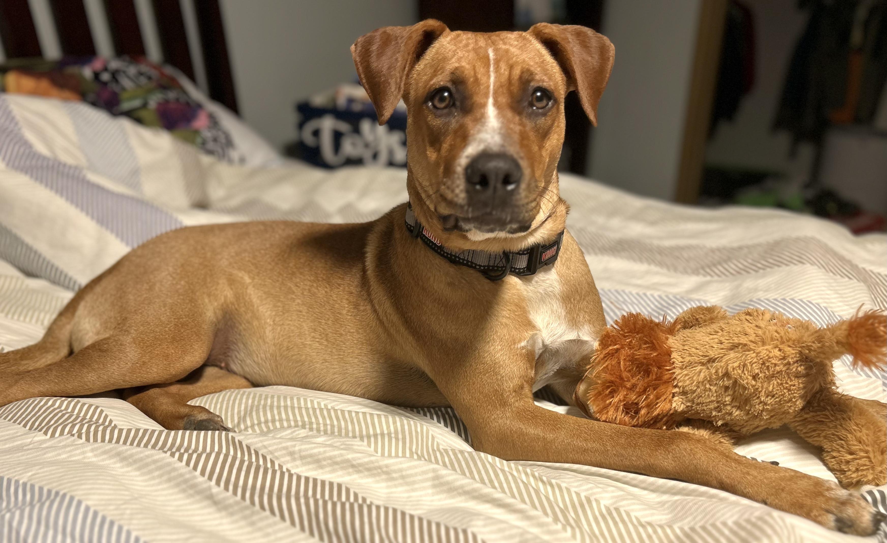 Dog for adoption - Bonnie, a Mixed Breed in Puyallup, WA | Petfinder