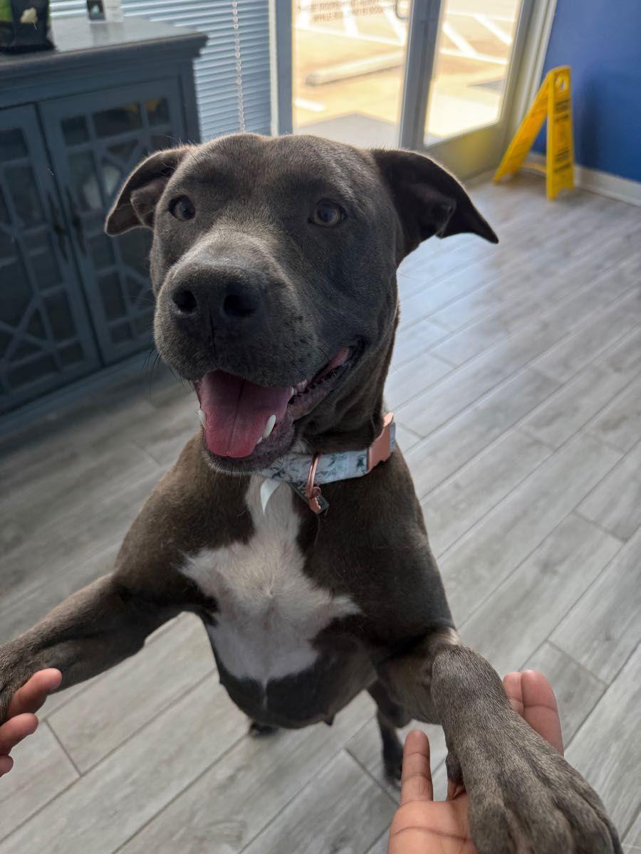 Dog for adoption - Bubbles, an American Staffordshire Terrier ...