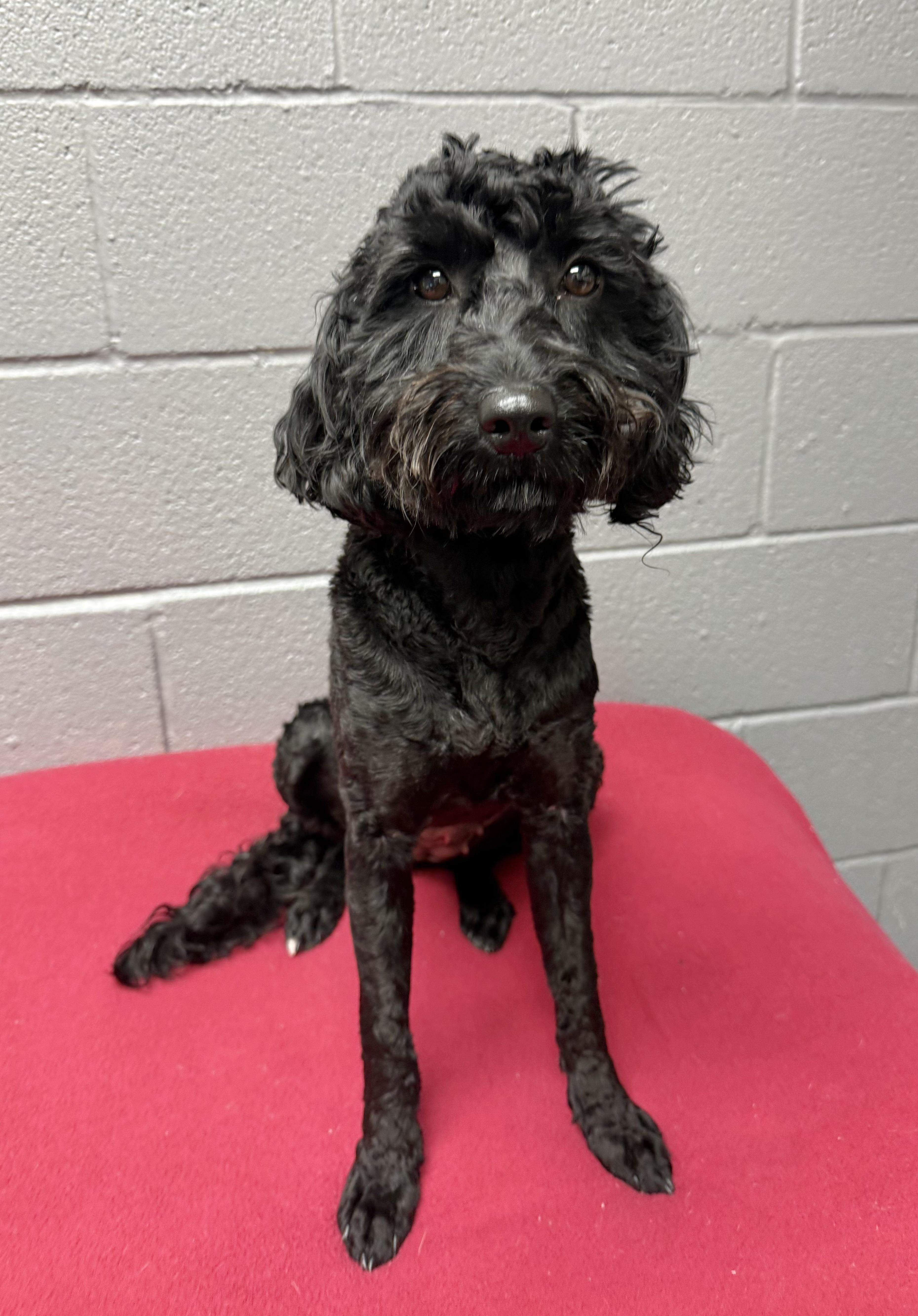 Dog for adoption - Shelby, a Schnoodle in East Haddam , CT | Petfinder