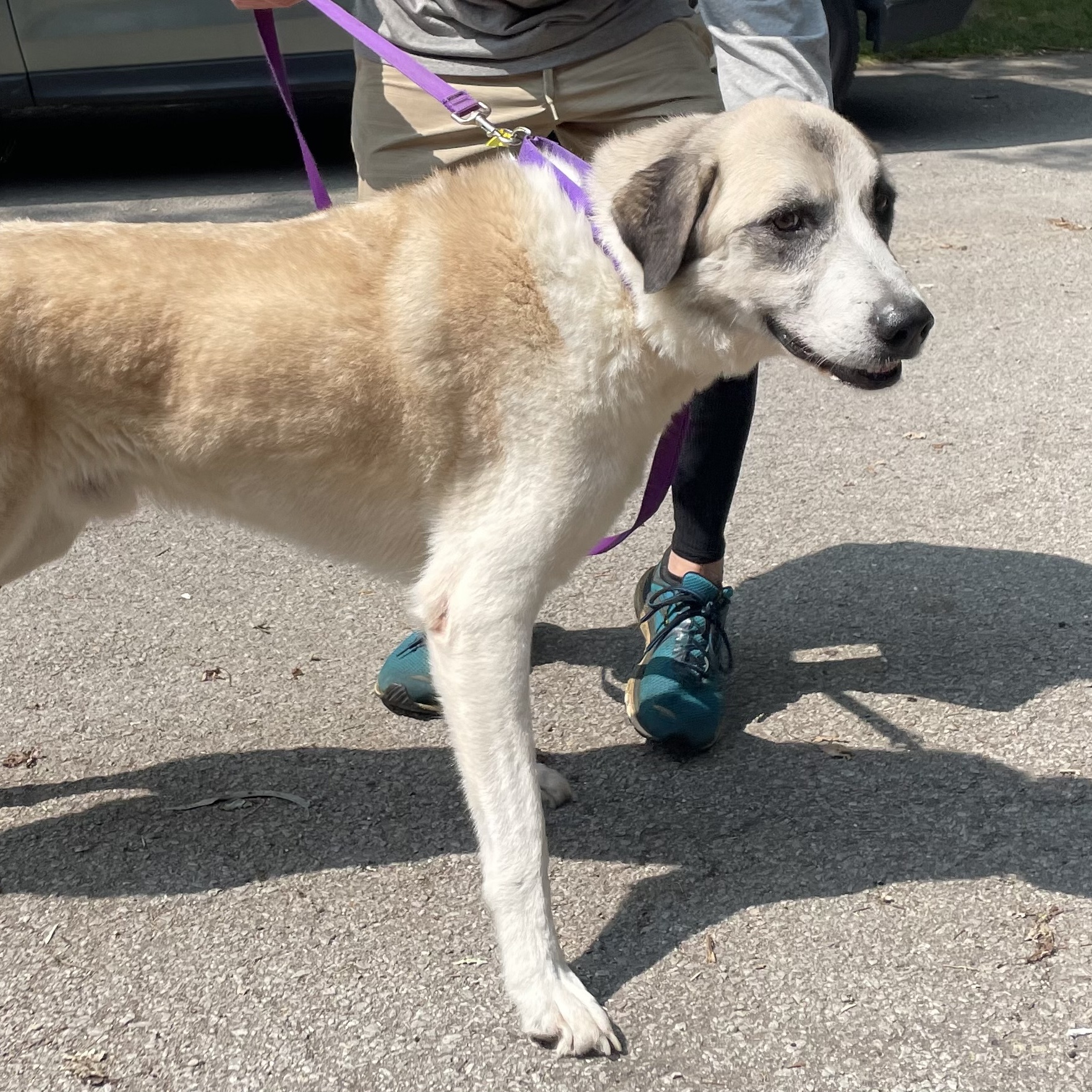 Dog for adoption - Shep - Senior- Pyr Mix, a Great Pyrenees & Anatolian ...