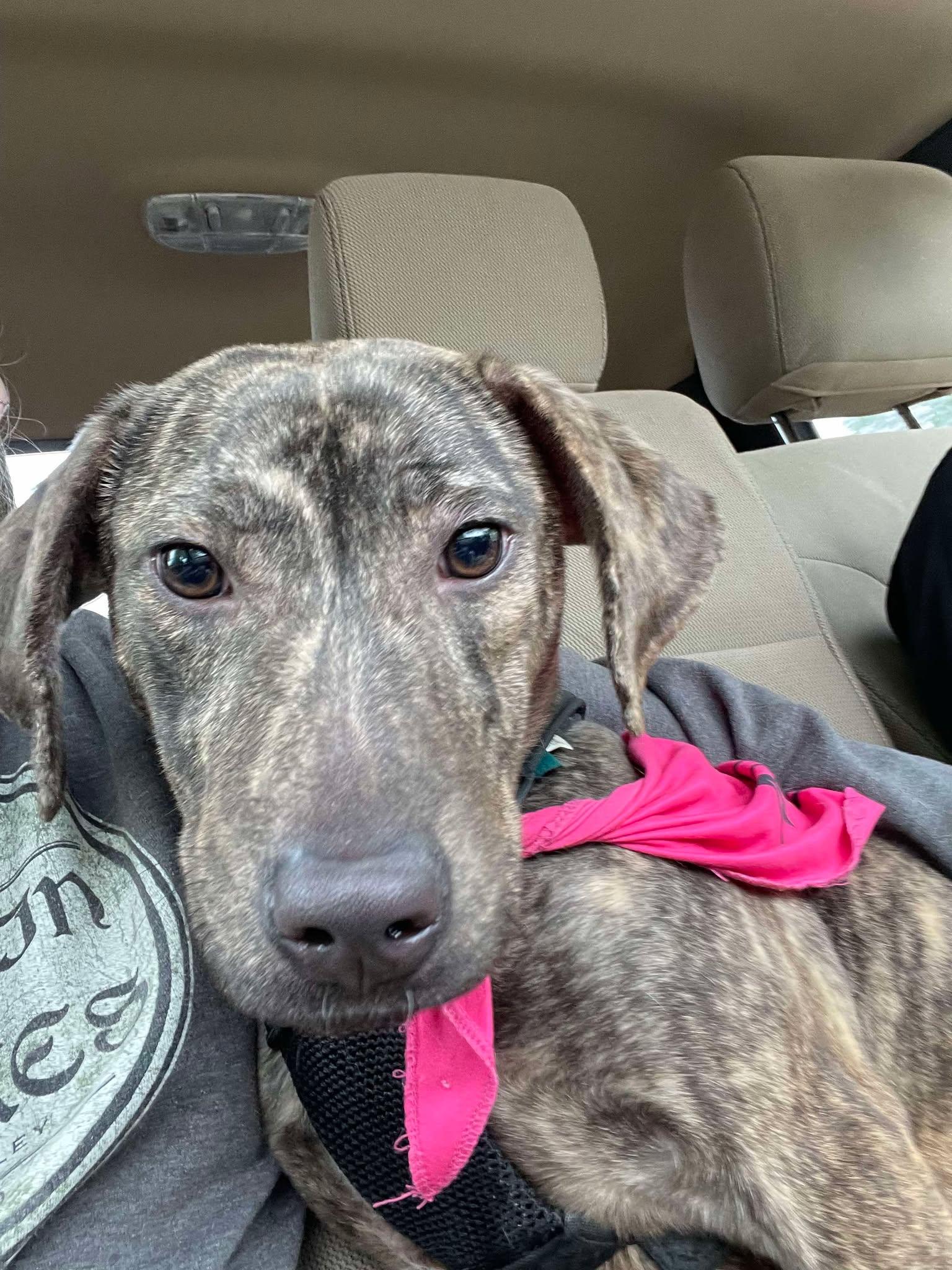 Dog for adoption - Trixie, a Boxer & Beagle Mix in Silver Spring, MD ...