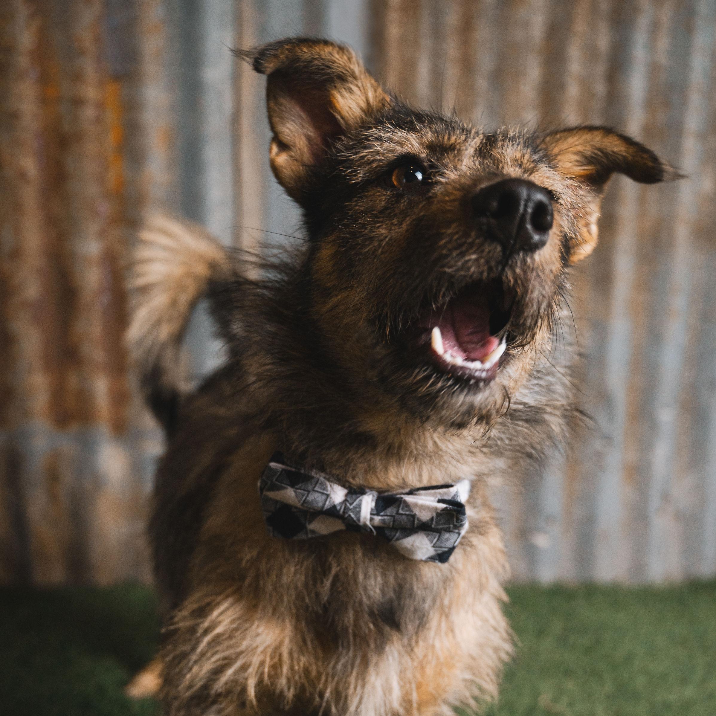 Dog for adoption - Toto, a Terrier Mix in Seattle, WA | Petfinder