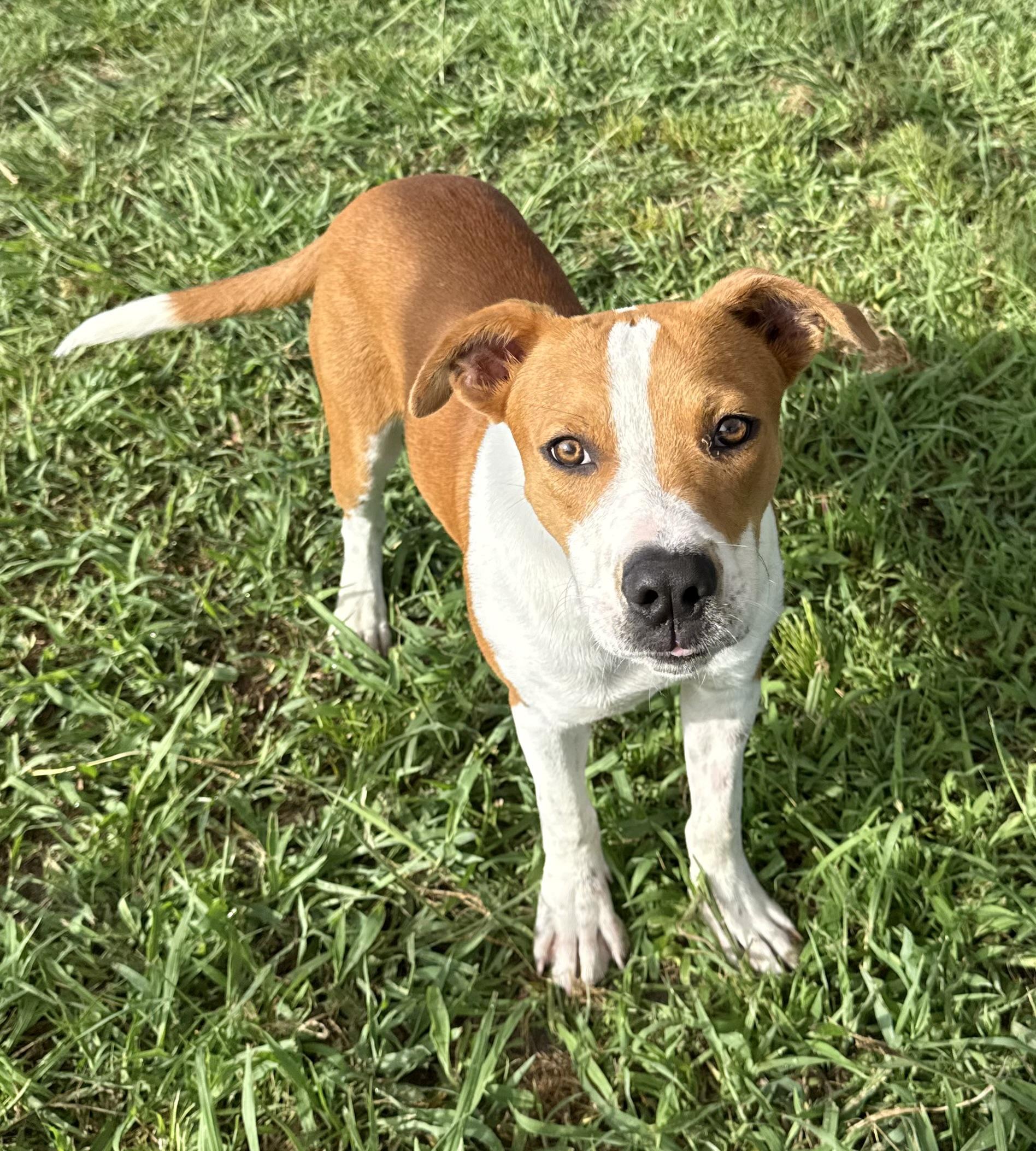Dog for adoption - Craig, a German Shorthaired Pointer Mix in Mount ...