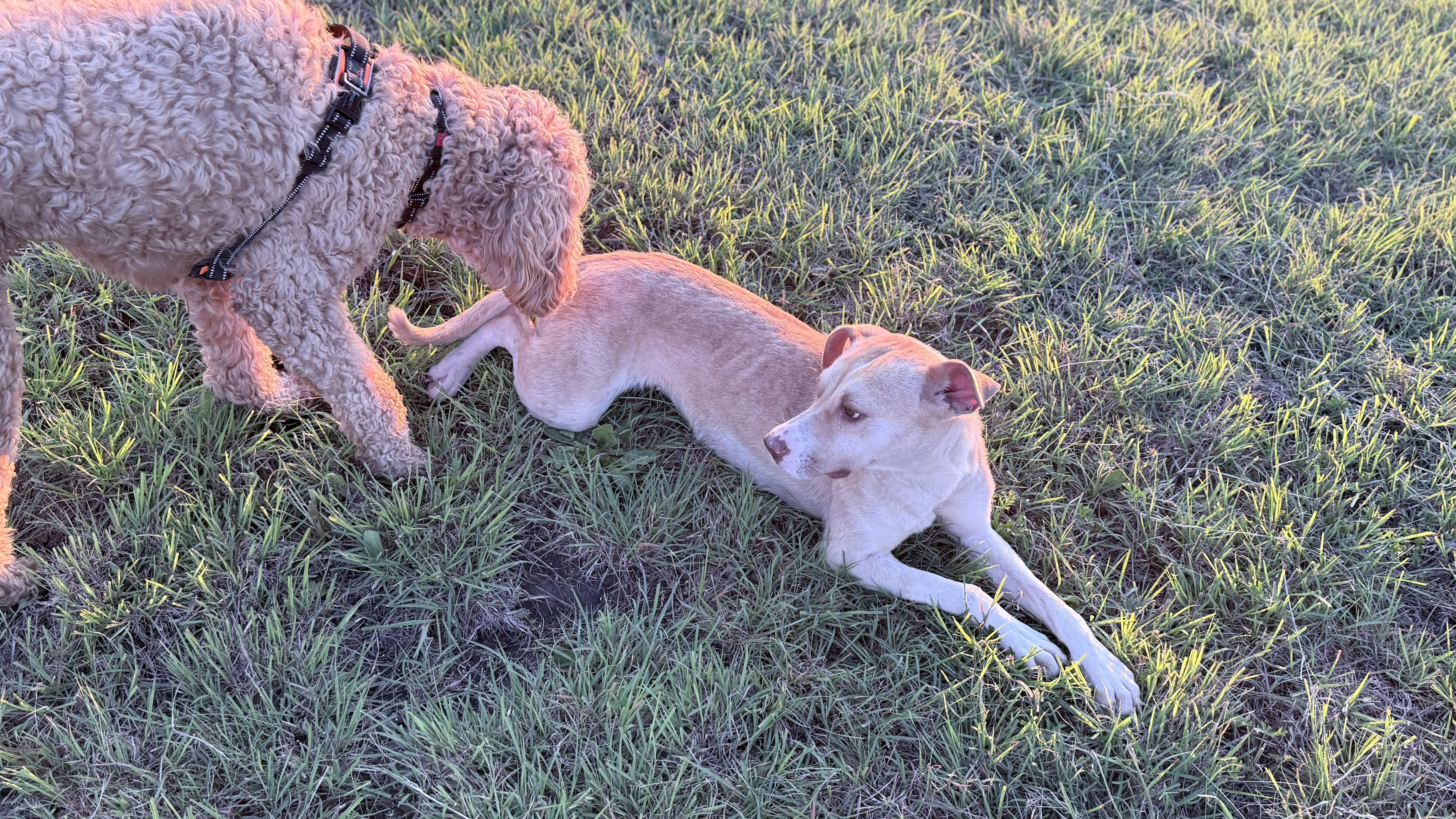 Dog for adoption - Boo, a Yellow Labrador Retriever Mix in Portland, OR ...