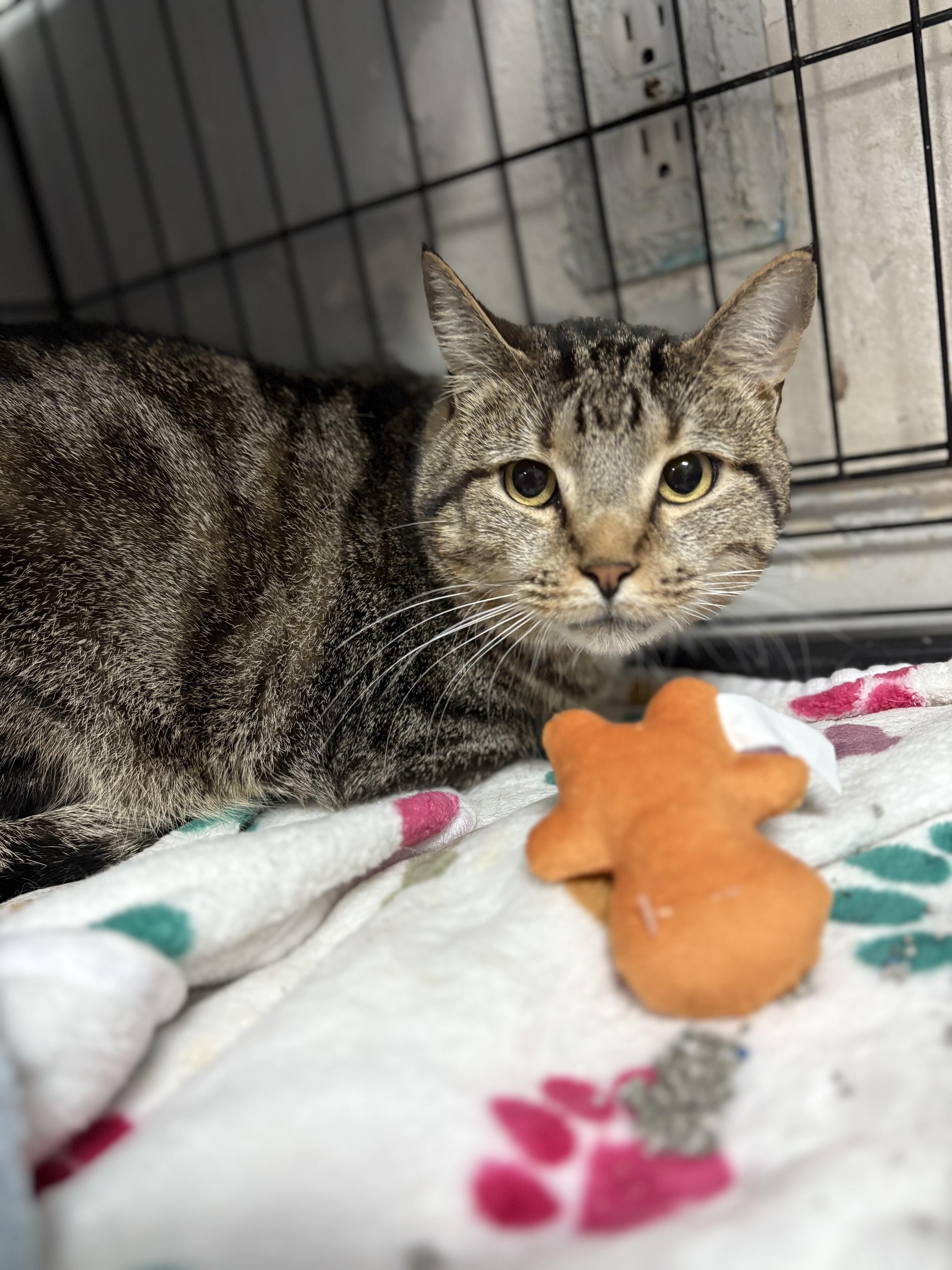 Cat for adoption - Simon, a Tabby in Washington, DC | Petfinder