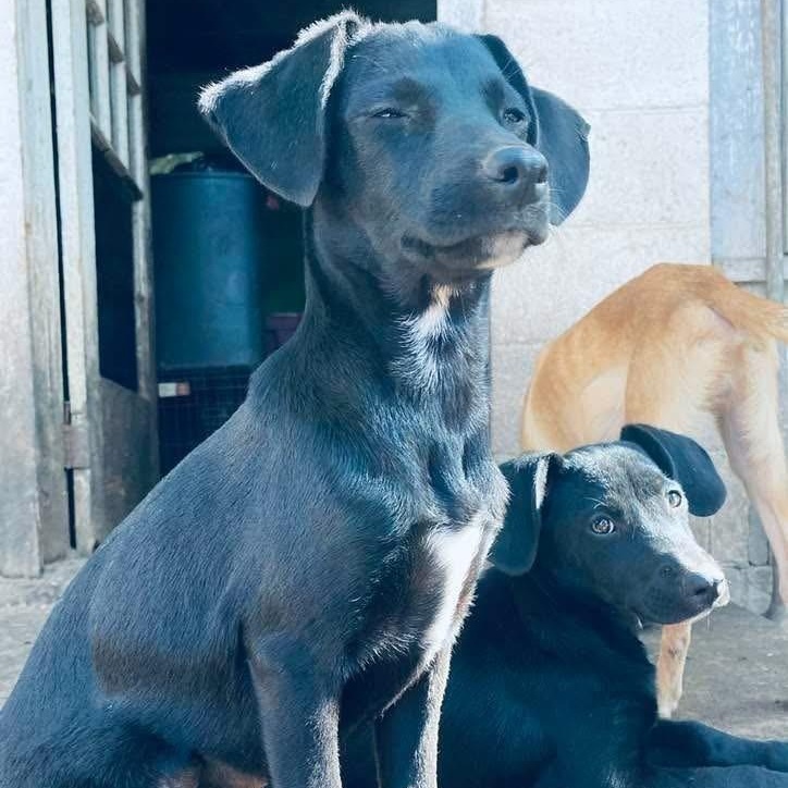 Dog for adoption - Licorish PC, a Catahoula Leopard Dog & Labrador ...