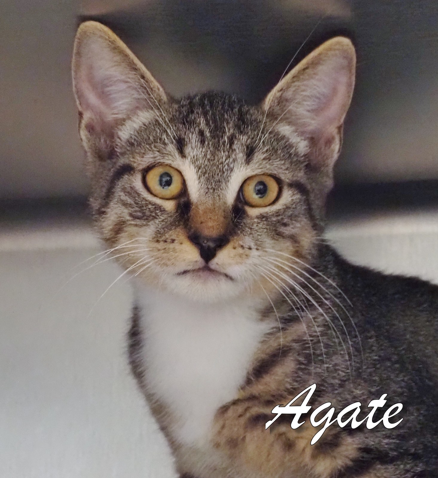 Cat for adoption - Agate, a Domestic Short Hair in Cape May Court House, NJ | Petfinder