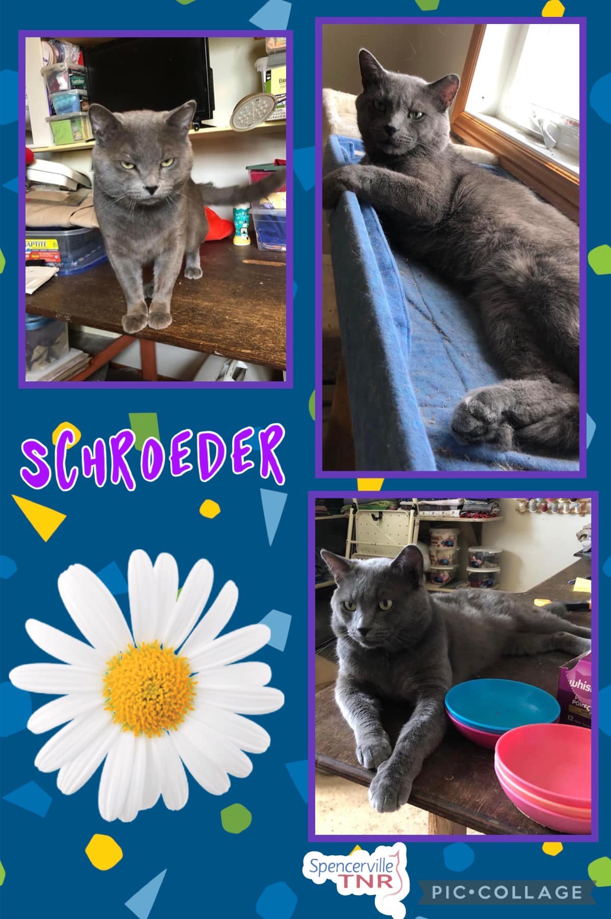 Cat for adoption - Schroeder, a Domestic Short Hair in Spencerville, ON ...