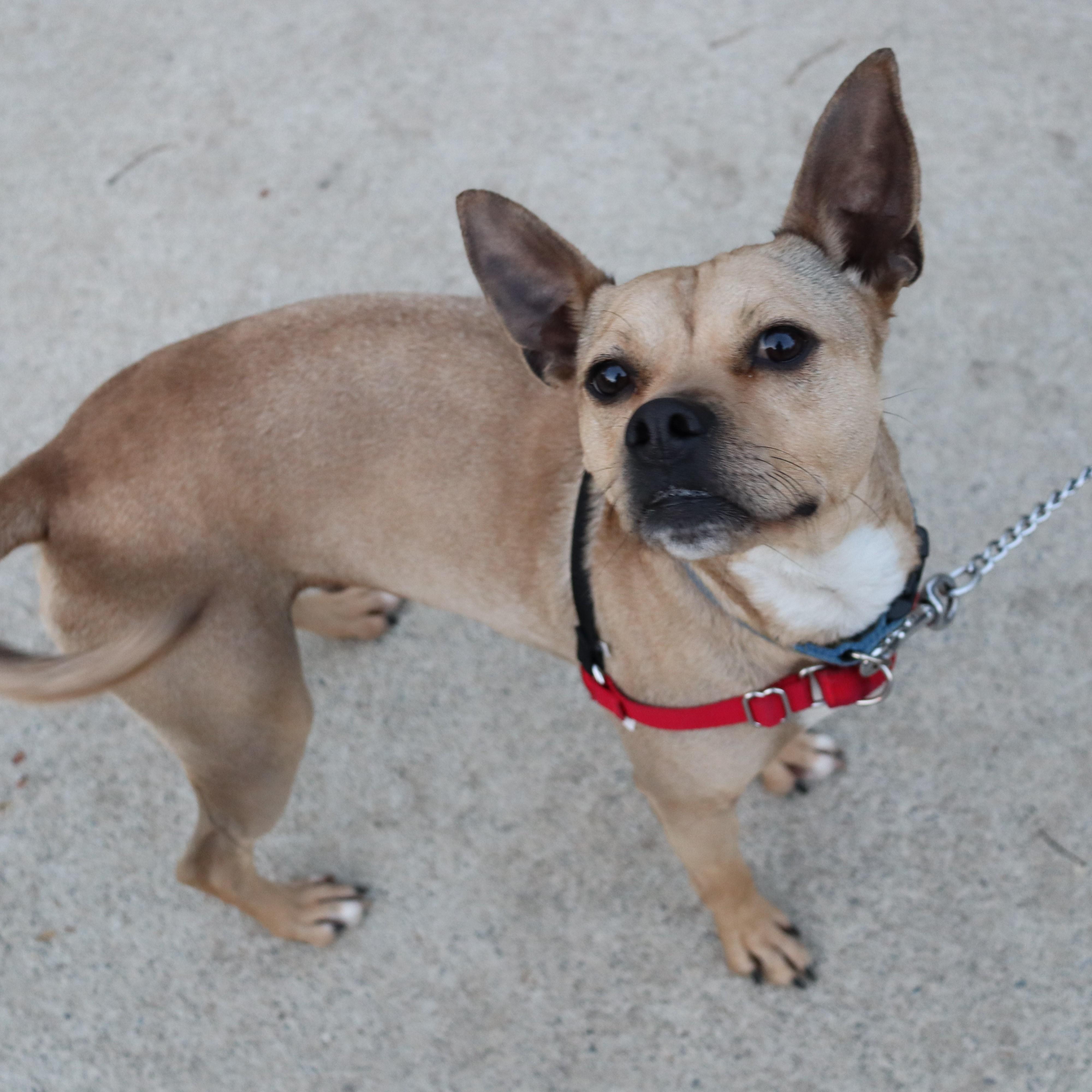 Dog for adoption - Ming, a Pit Bull Terrier & Chihuahua Mix in Beacon, NY | Petfinder